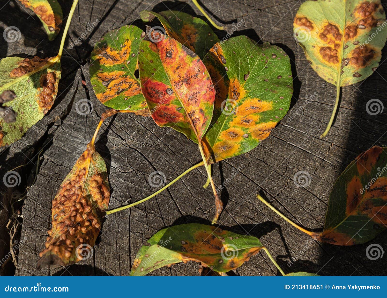 Pear Leaves Affected by Linear Rust. Diseases of Trees Stock Image ...