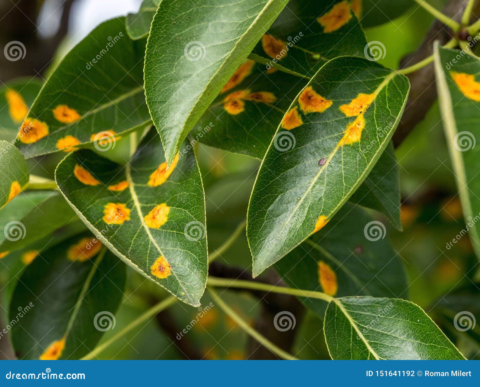 Pear Leaves with Pear Rust Infestation Stock Photo - Image of fungus ...