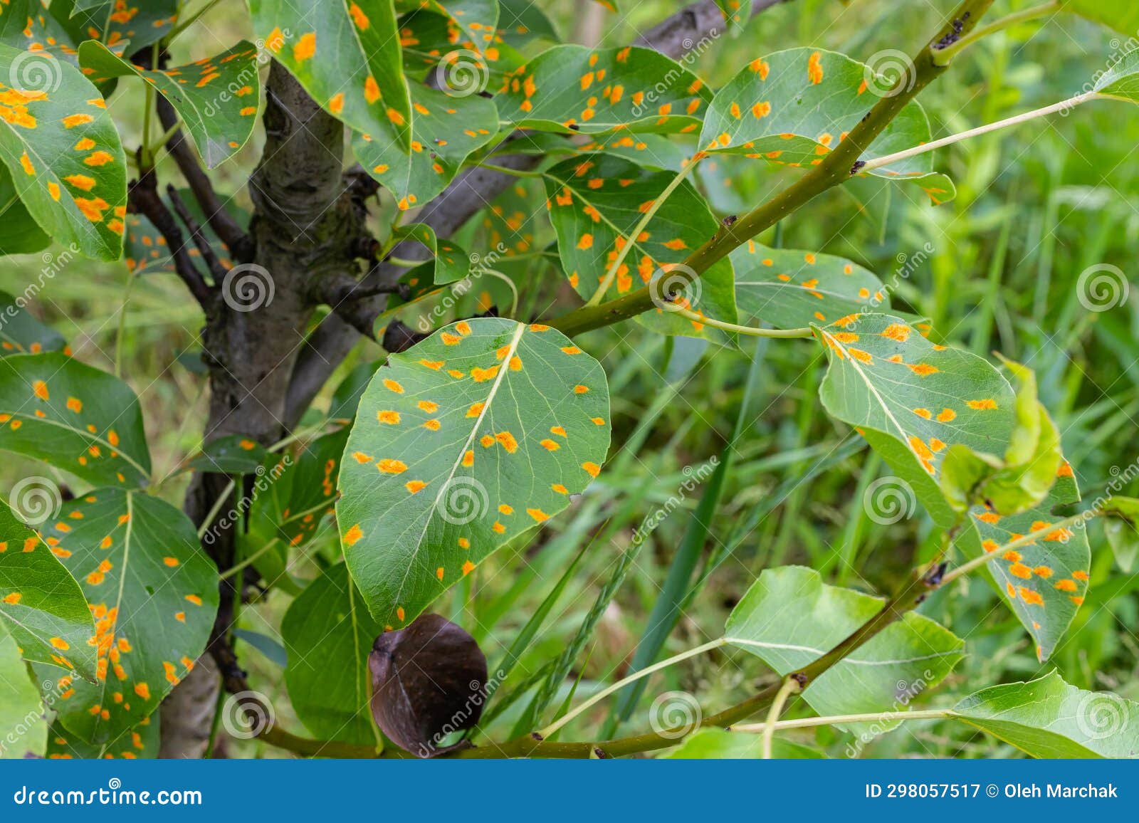 Pear Leaves with Pear Rust Infestation Stock Image - Image of fuscum ...