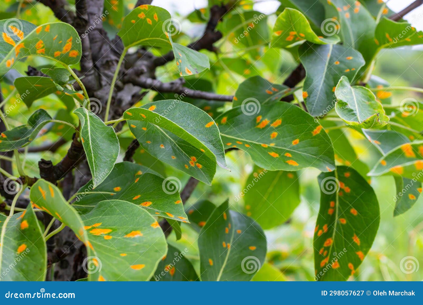 Pear Leaves with Pear Rust Infestation Stock Image - Image of color ...