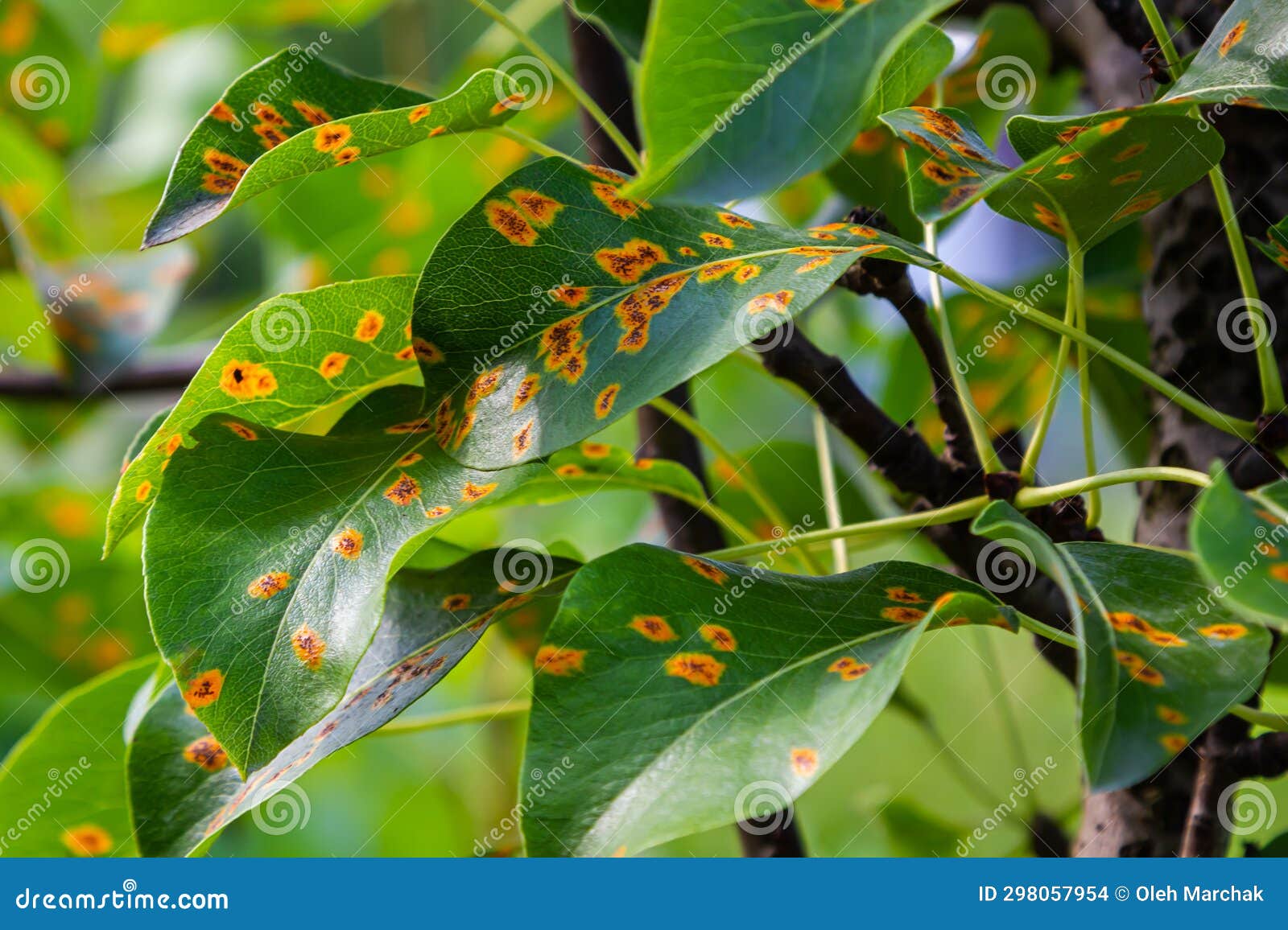 Pear Leaves with Pear Rust Infestation Stock Photo - Image of ...