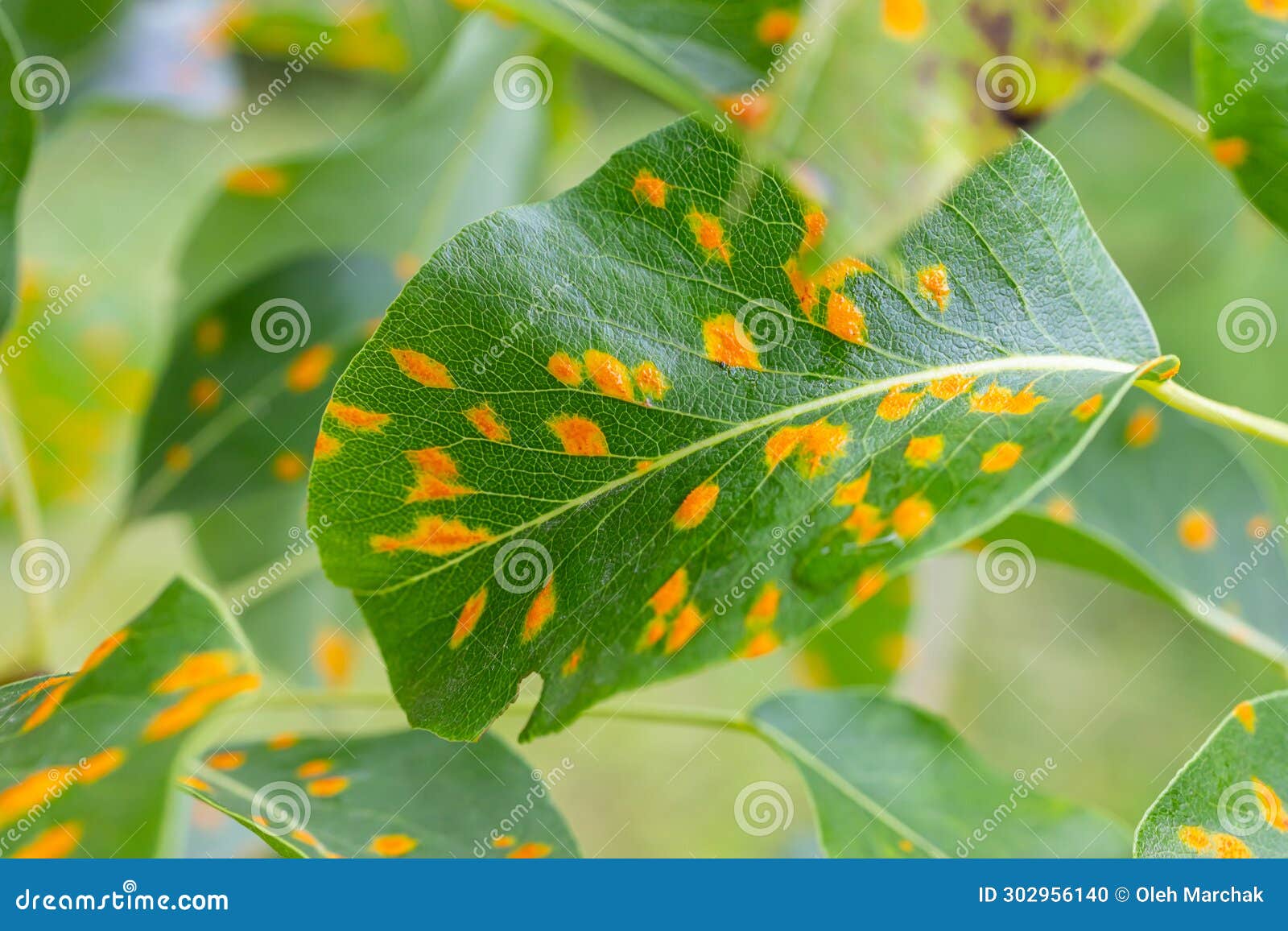 Pear Leaves with Pear Rust Infestation Stock Photo - Image of tree ...
