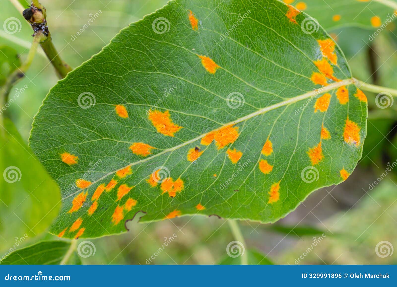 Pear Leaves with Pear Rust Infestation Stock Photo - Image of closeup ...