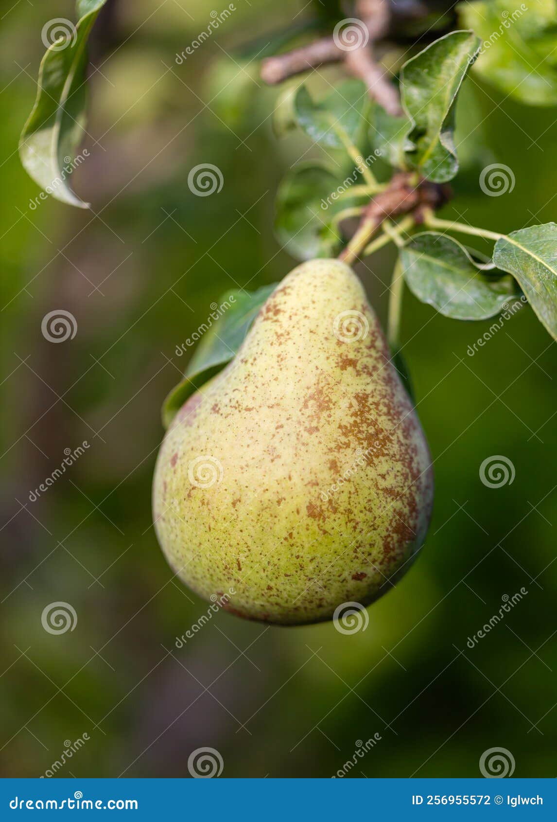 Pear Named Concorde - Pyrus, Fully Ripe Fruit before Harvest on the ...