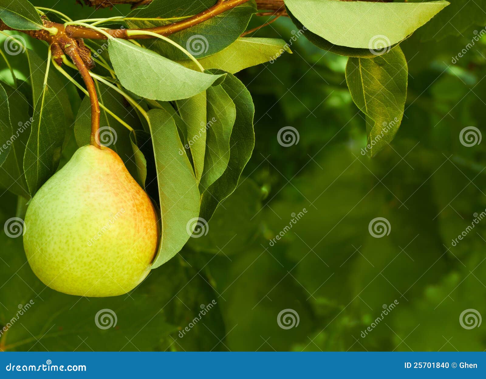Pear on natural background stock photo. Image of lifestyle - 25701840