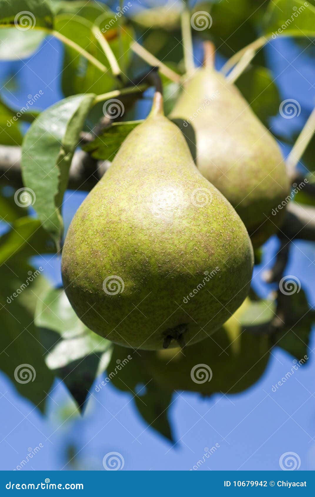 Pear Orchard stock photo. Image of orchard, pear, sunlight - 10679942