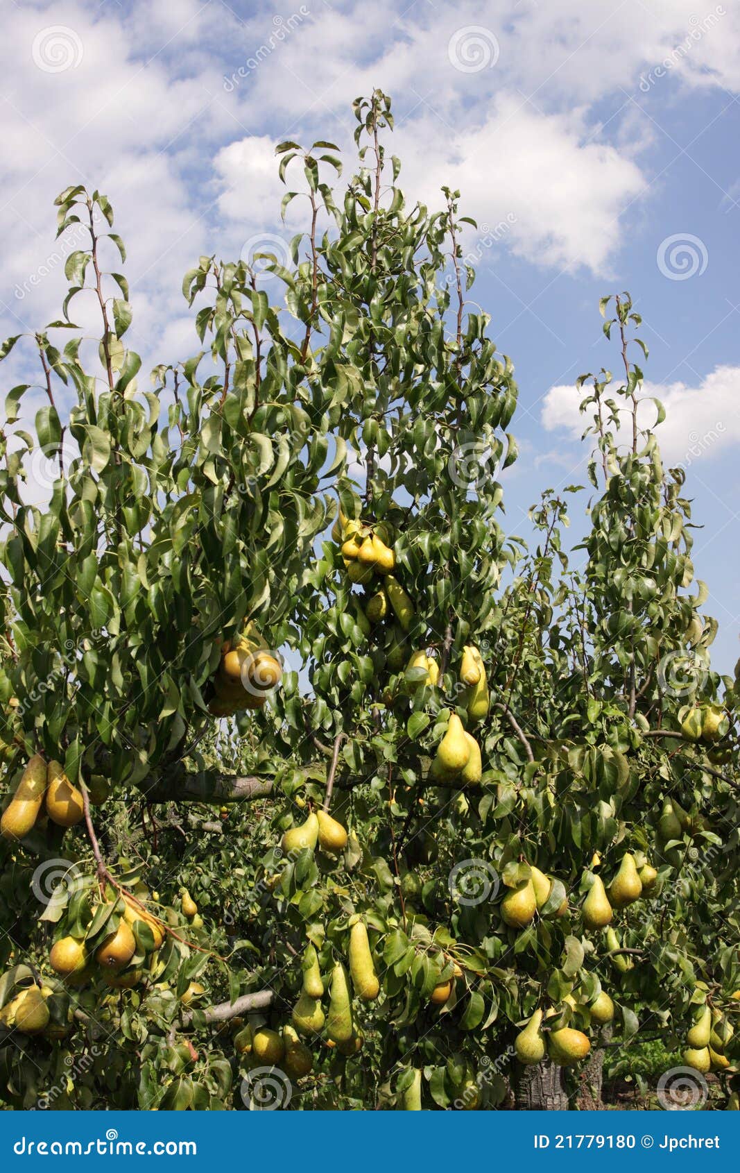 Pear orchard stock photo. Image of fresh, healthy, hanging - 21779180
