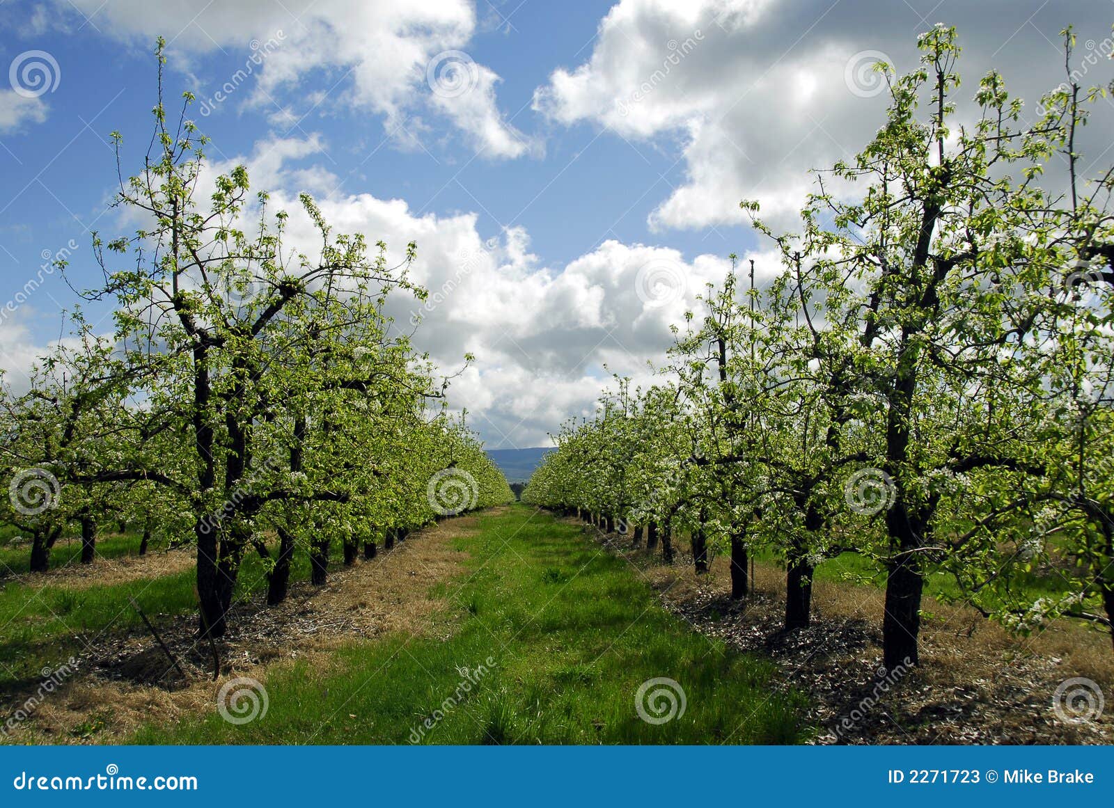 Pear Orchard