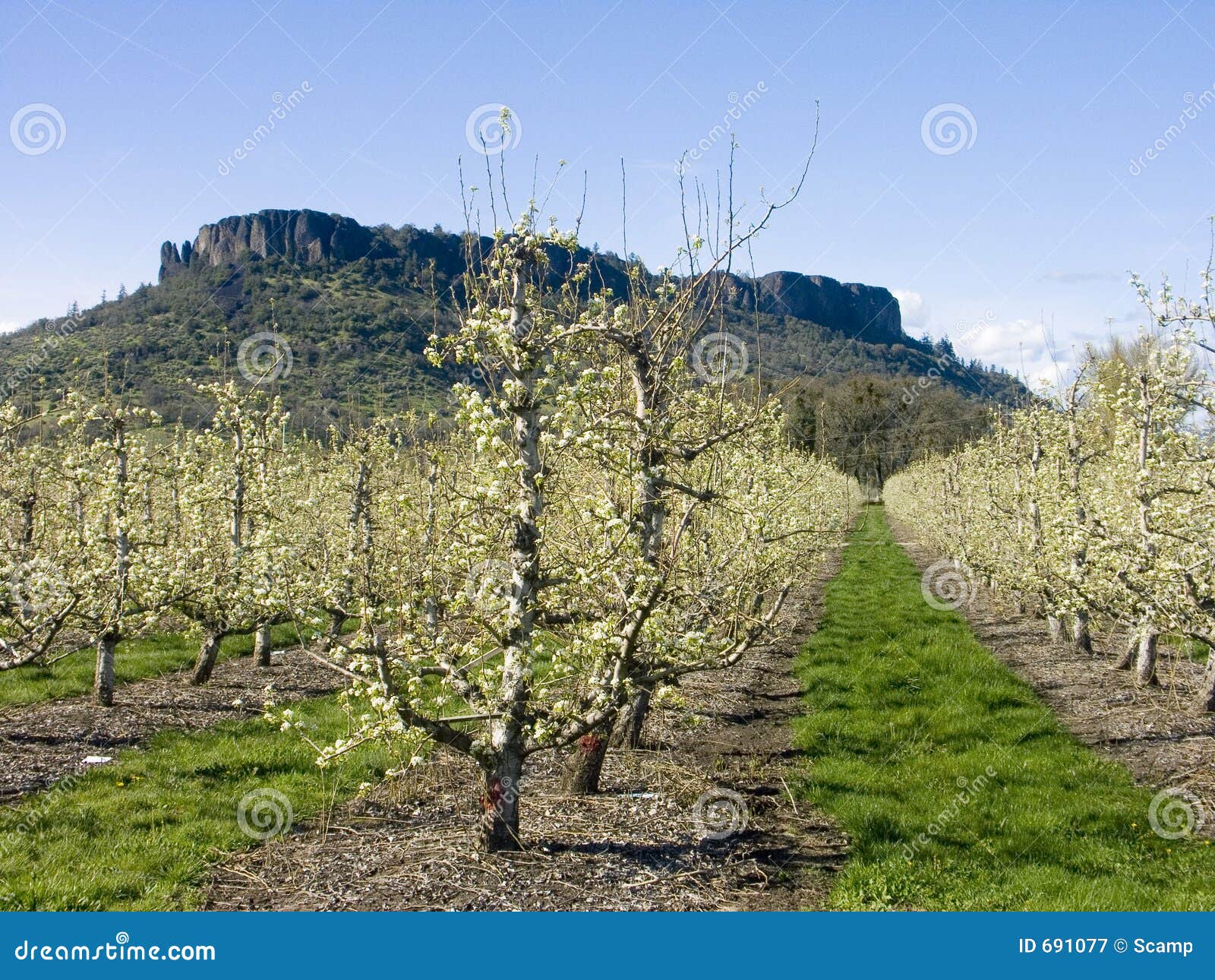 Pear Orchard in Bloom stock image. Image of rock, blooms - 691077