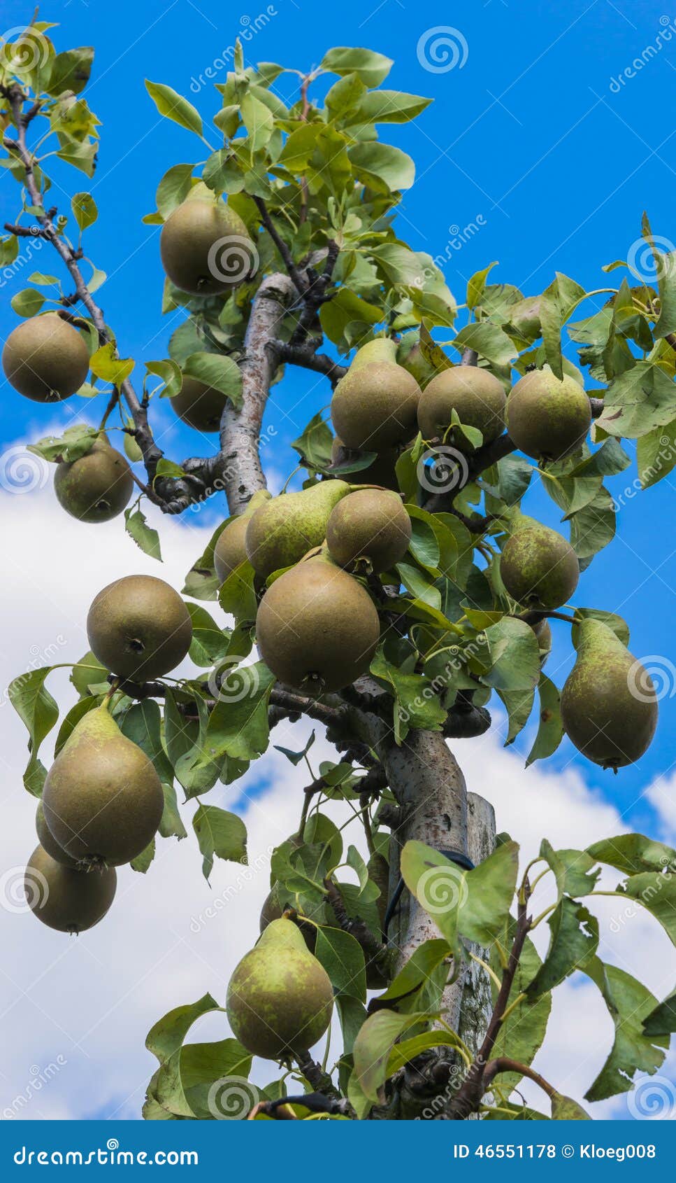 Pear orchard stock photo. Image of pyrus, food, agribusiness - 46551178
