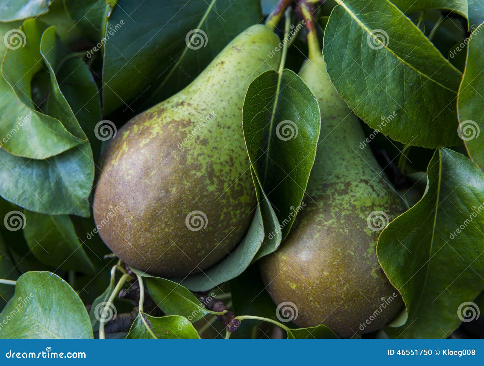 Pear orchard stock photo. Image of fruit, nature, food - 46551750