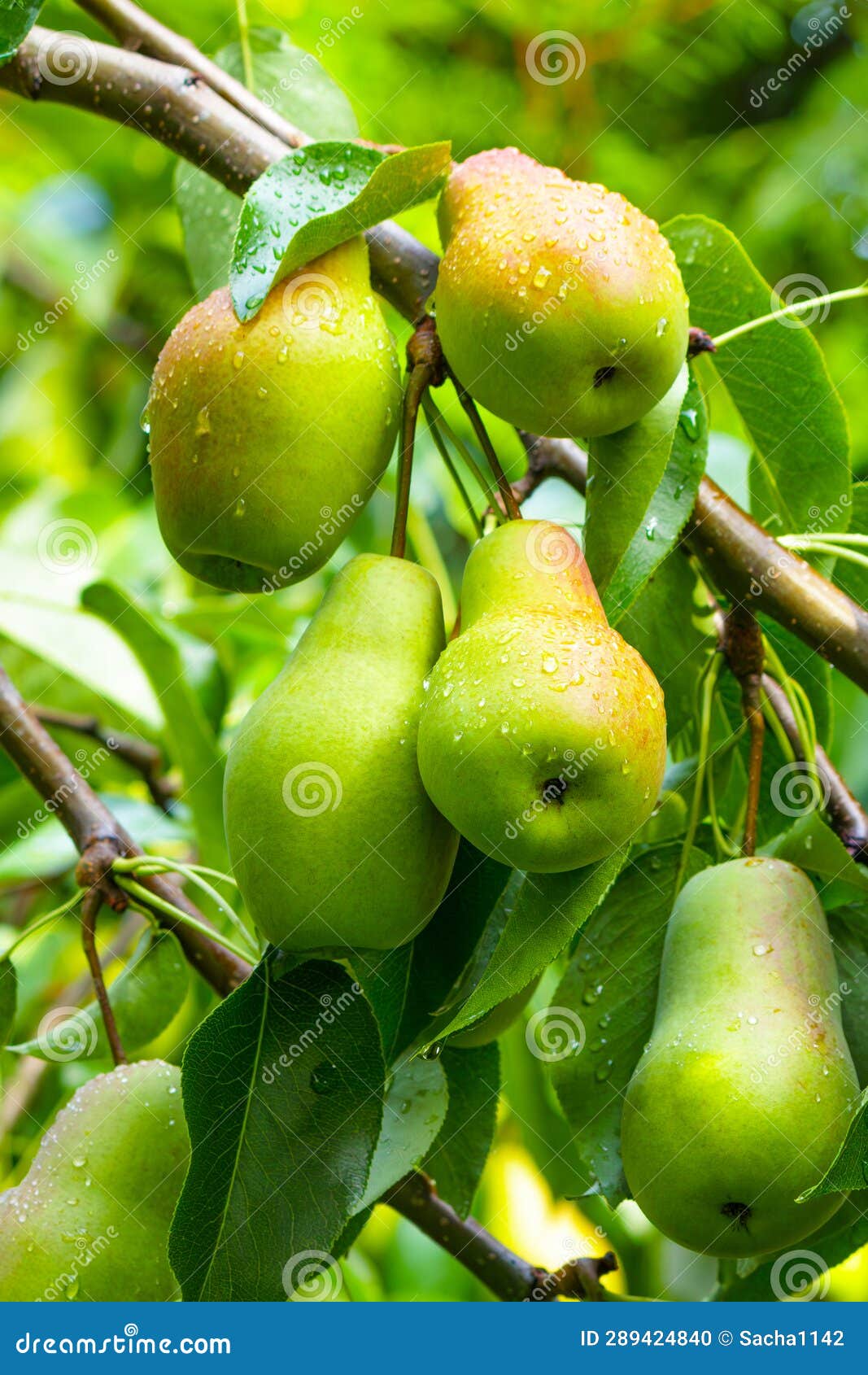 Pear Orchard. Ripe Pears in the Garden Ready for Harvest. Stock Photo ...