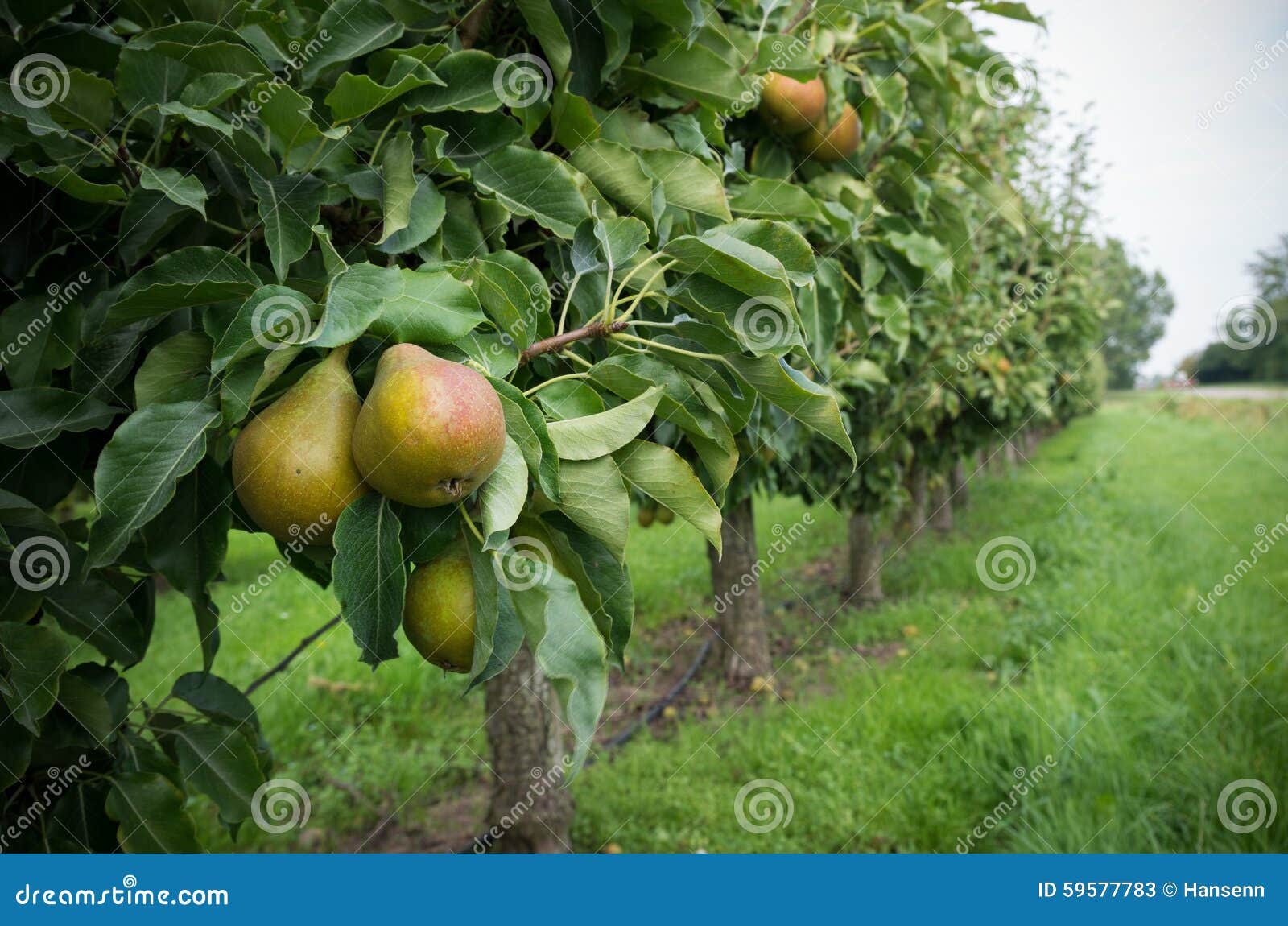 Pear orchard stock image. Image of background, ecology - 59577783