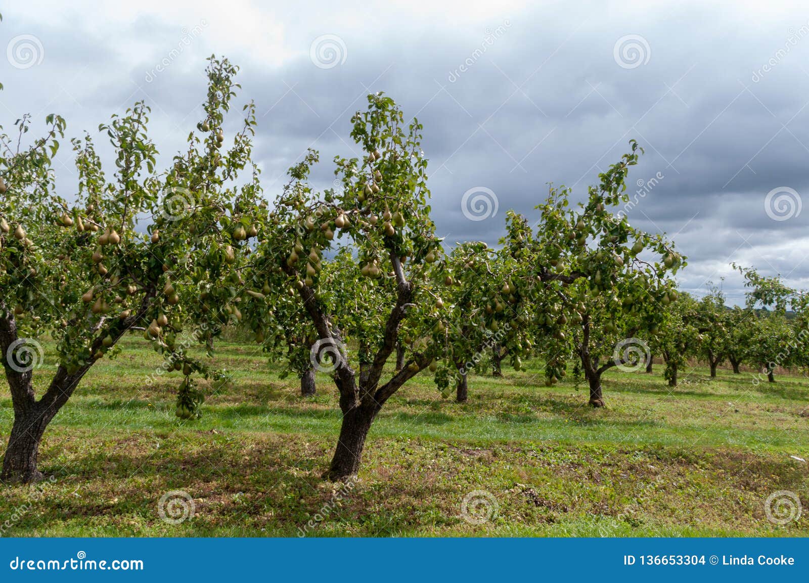 Pear Orchard in Worcestershire Stock Photo - Image of pears, ripe ...