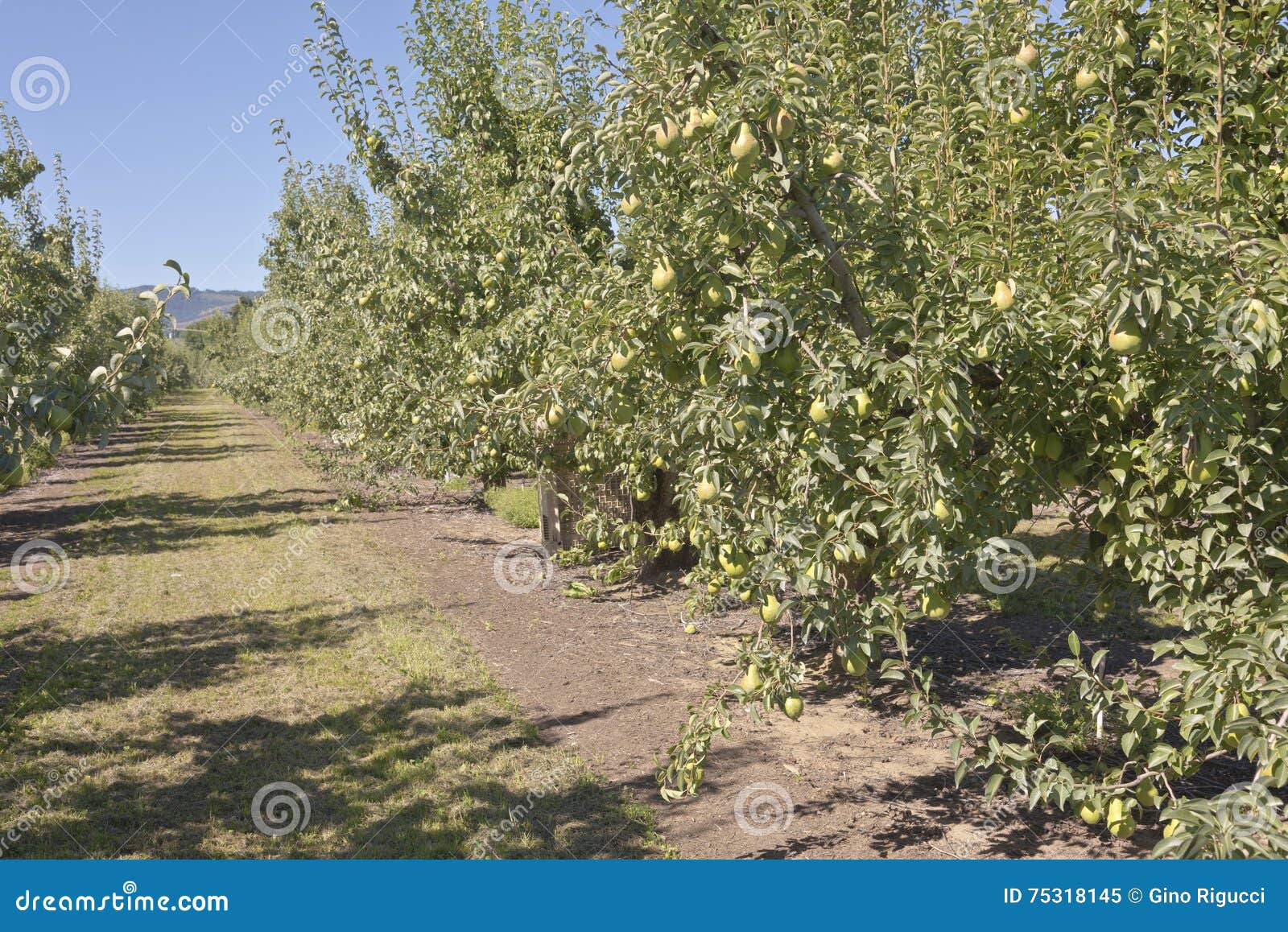 Pear Orchards in Hood River Valley Oregon. Stock Image - Image of state ...