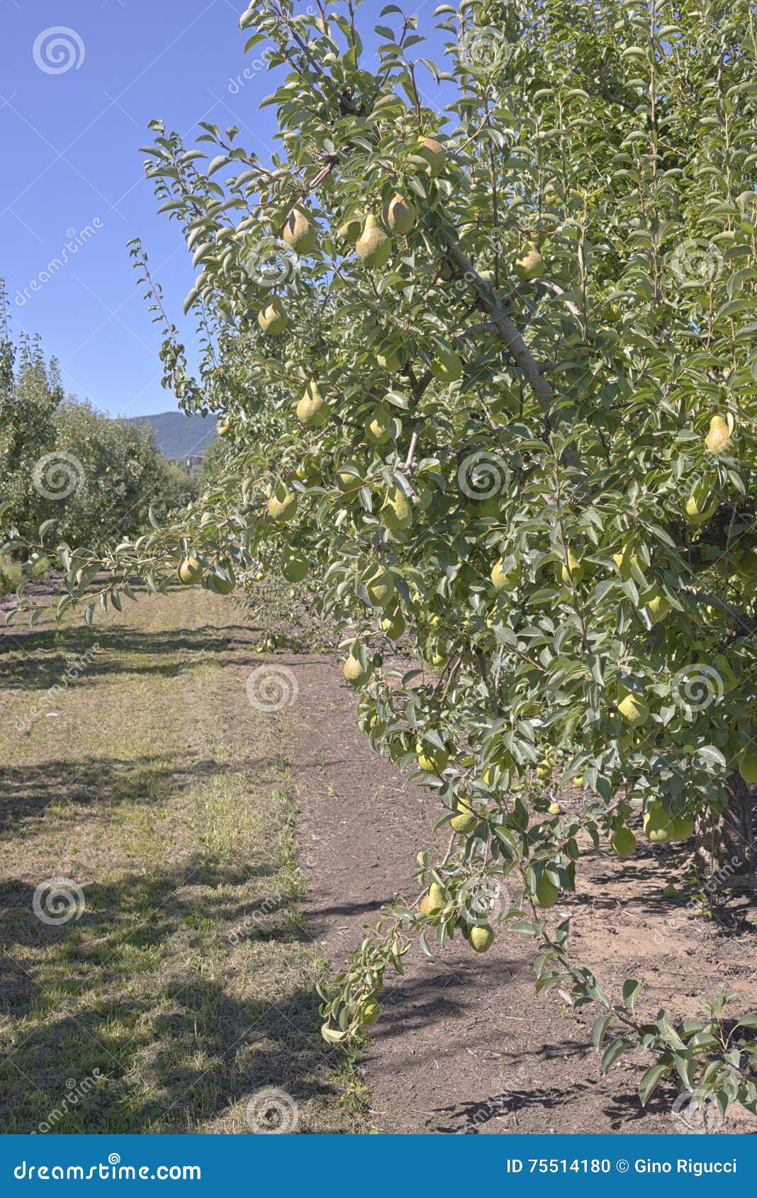 Pear Orchards in Hood River Valley Oregon. Stock Photo - Image of ...