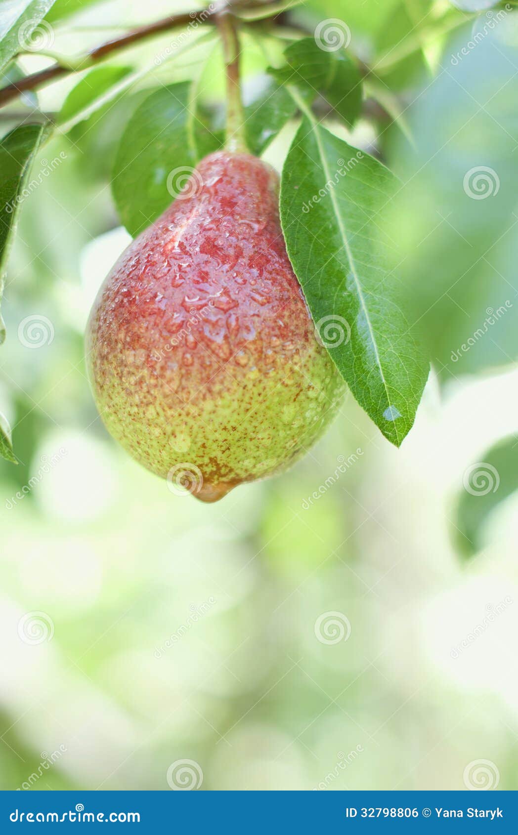 Pear stock photo. Image of biological, detail, juicy - 32798806