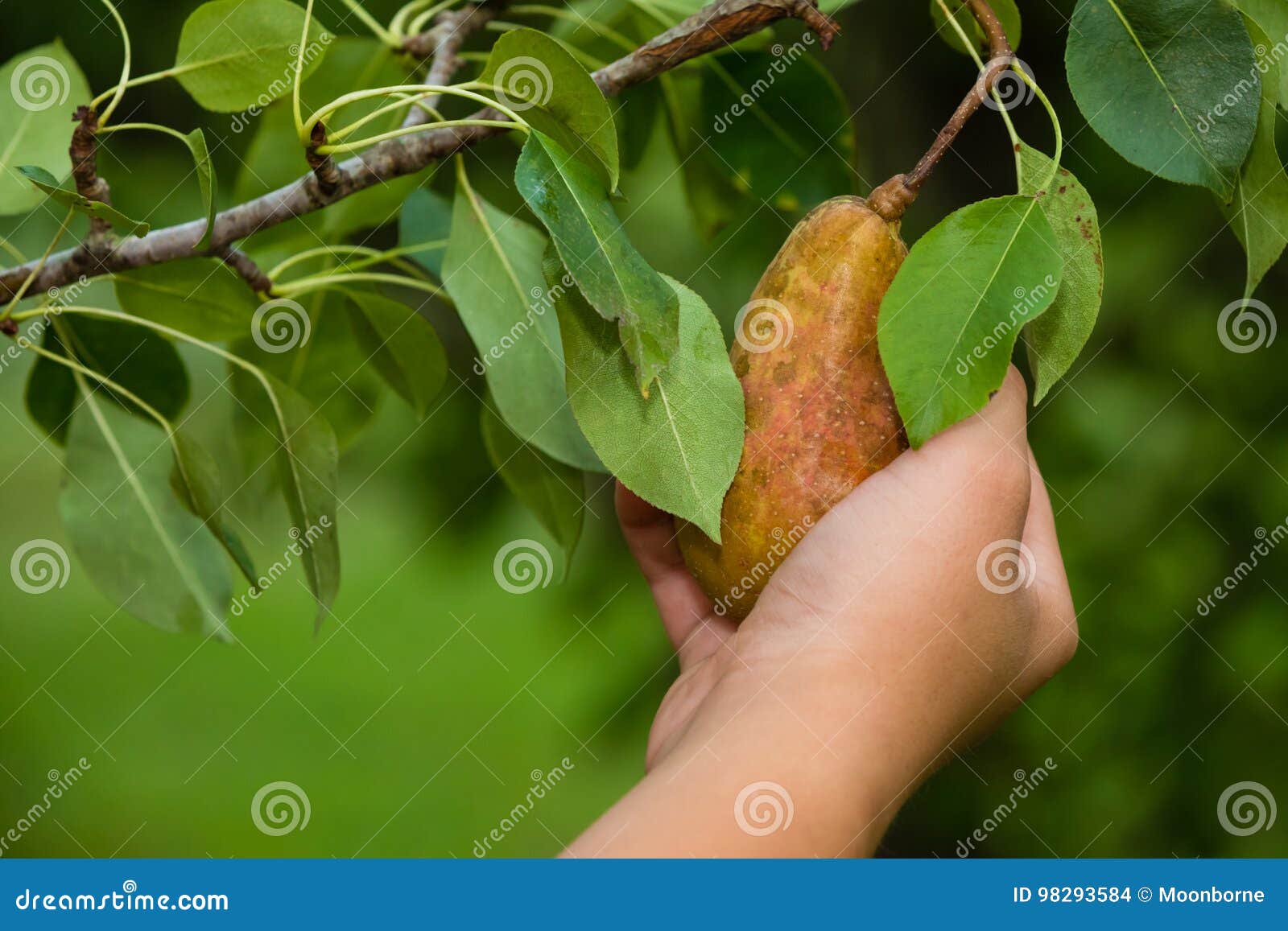Pear Picking stock photo. Image of harvest, branch, hope - 98293584