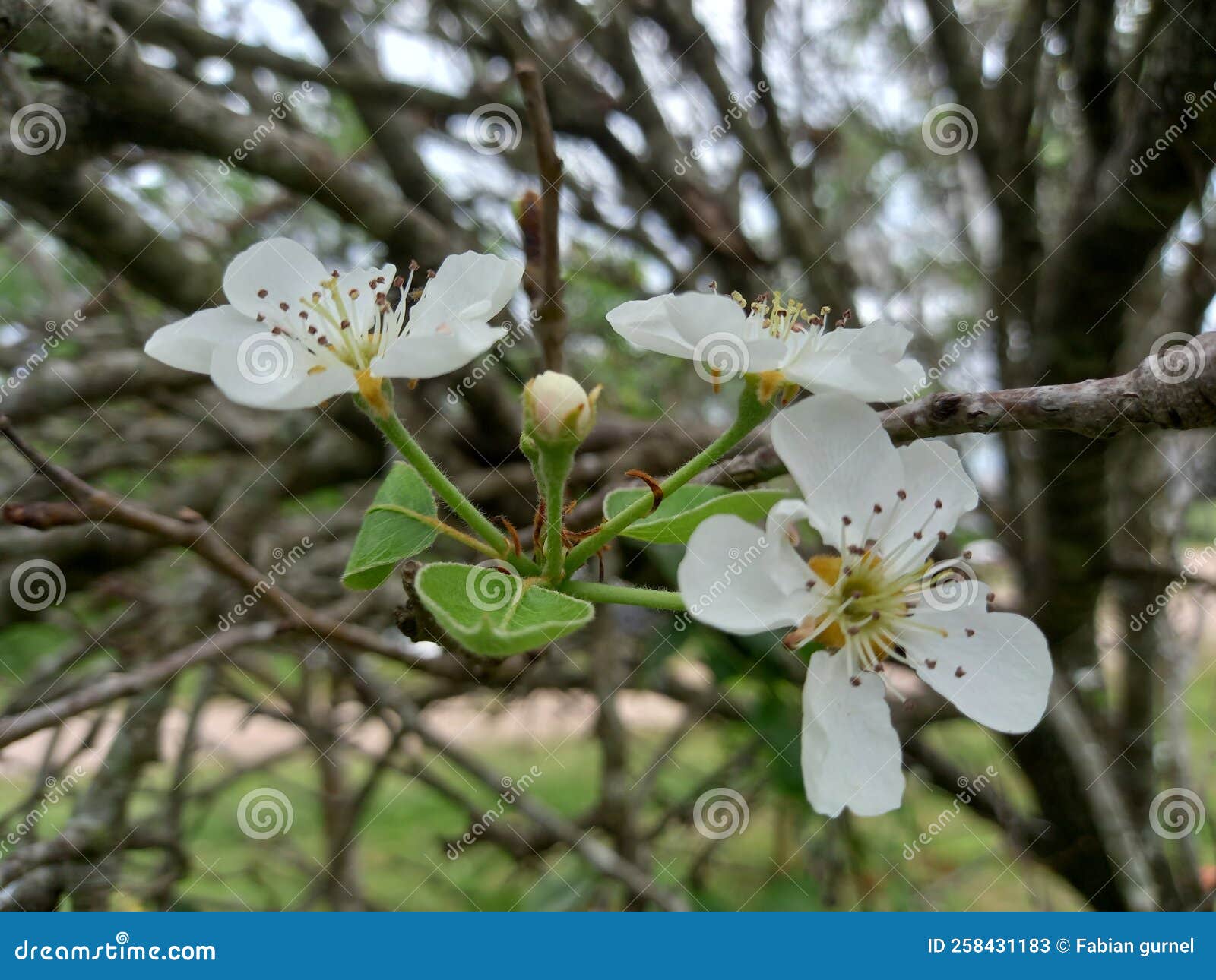 Pear plant stock image. Image of flower, pear, fruit - 258431183