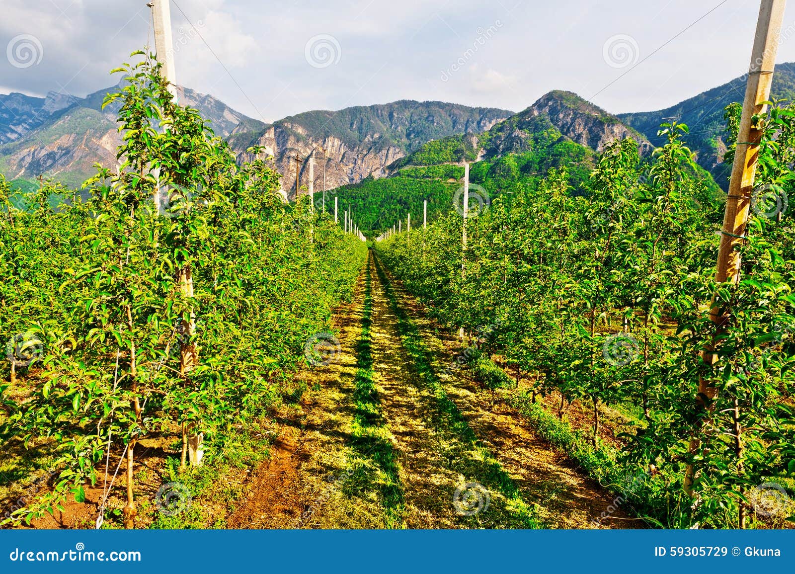 Pear Plantation stock image. Image of dirt, country, hill - 59305729