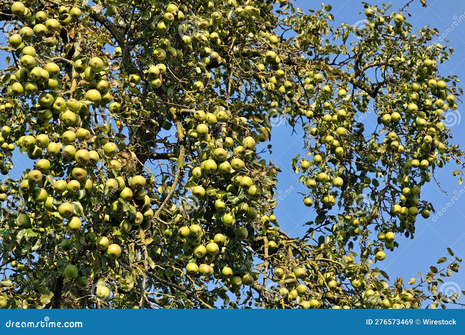 Pear (Pyrus) Tree with Lots of Fruit Stock Image - Image of wholesome ...