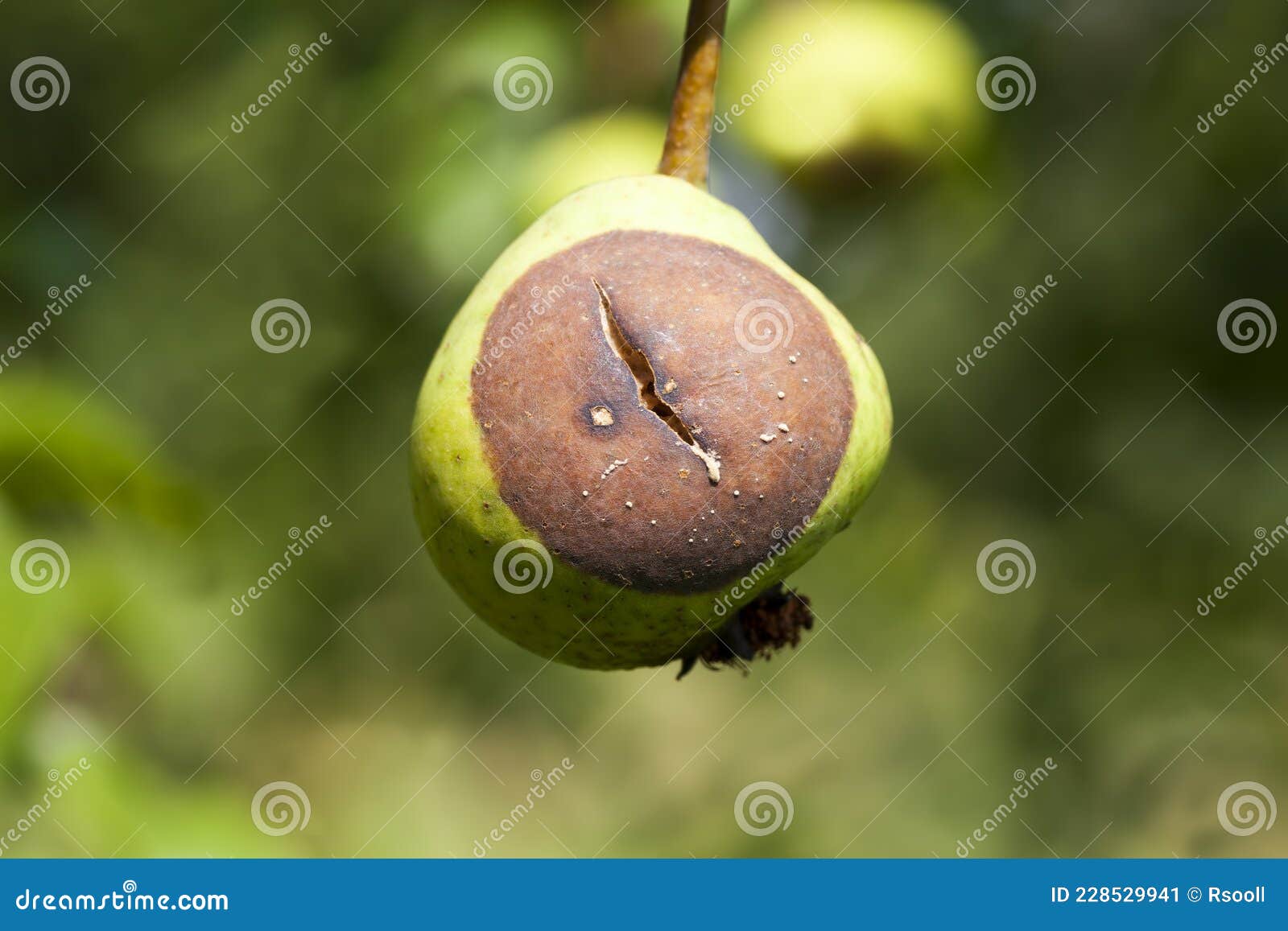 A Pear Rotting Right on the Tree Stock Image - Image of garden, natural ...