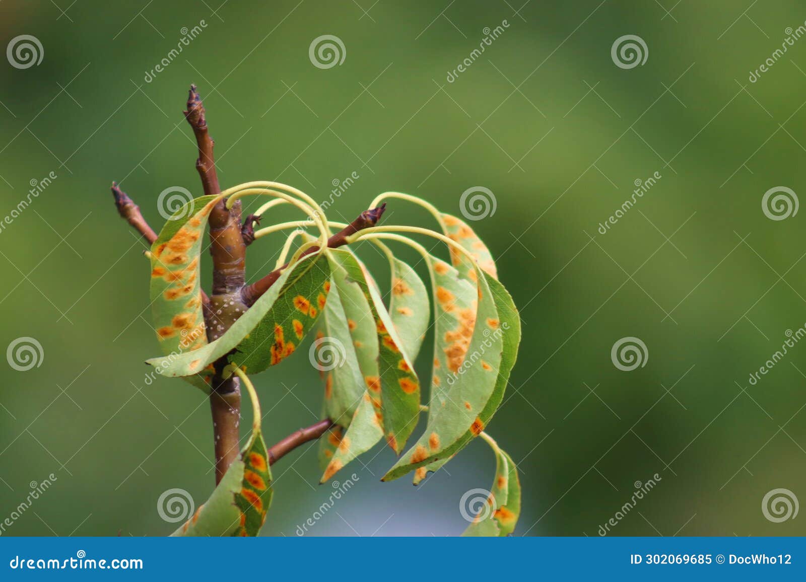 Pear Rust, a Fungal Disease that Attacks the Leaves of Pear Trees ...