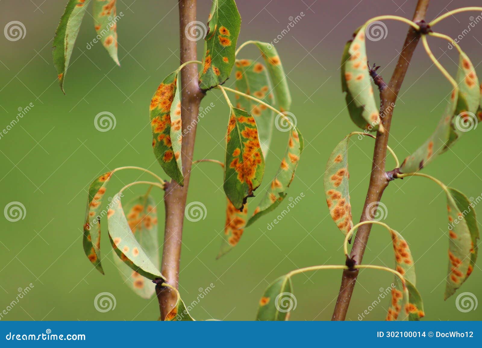 Pear Rust, a Fungal Disease that Attacks the Leaves of Pear Trees ...