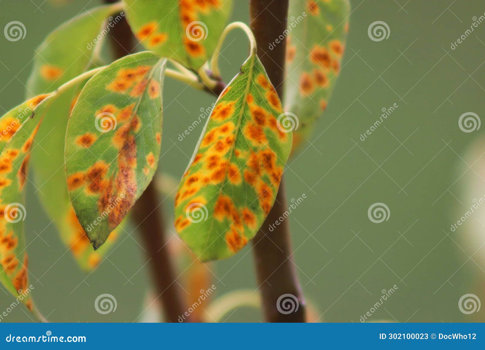 Pear Rust, a Fungal Disease that Attacks the Leaves of Pear Trees ...