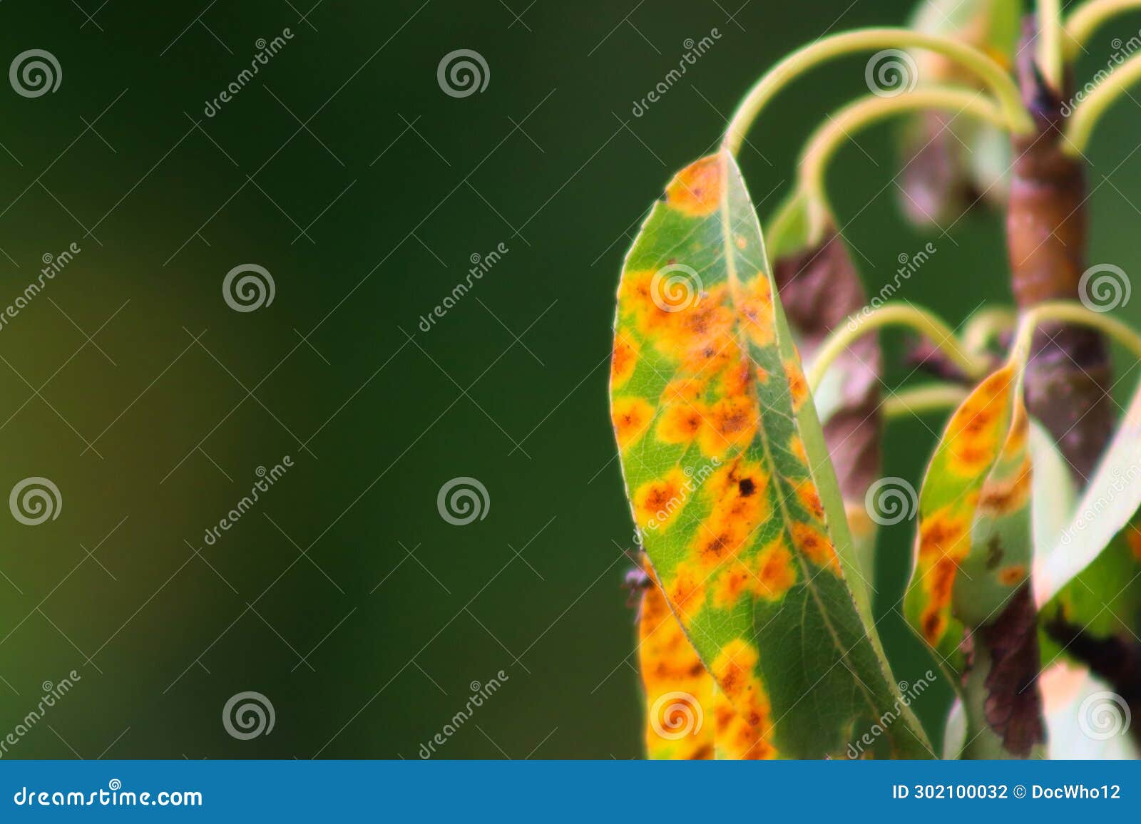 Pear Rust, a Fungal Disease that Attacks the Leaves of Pear Trees ...