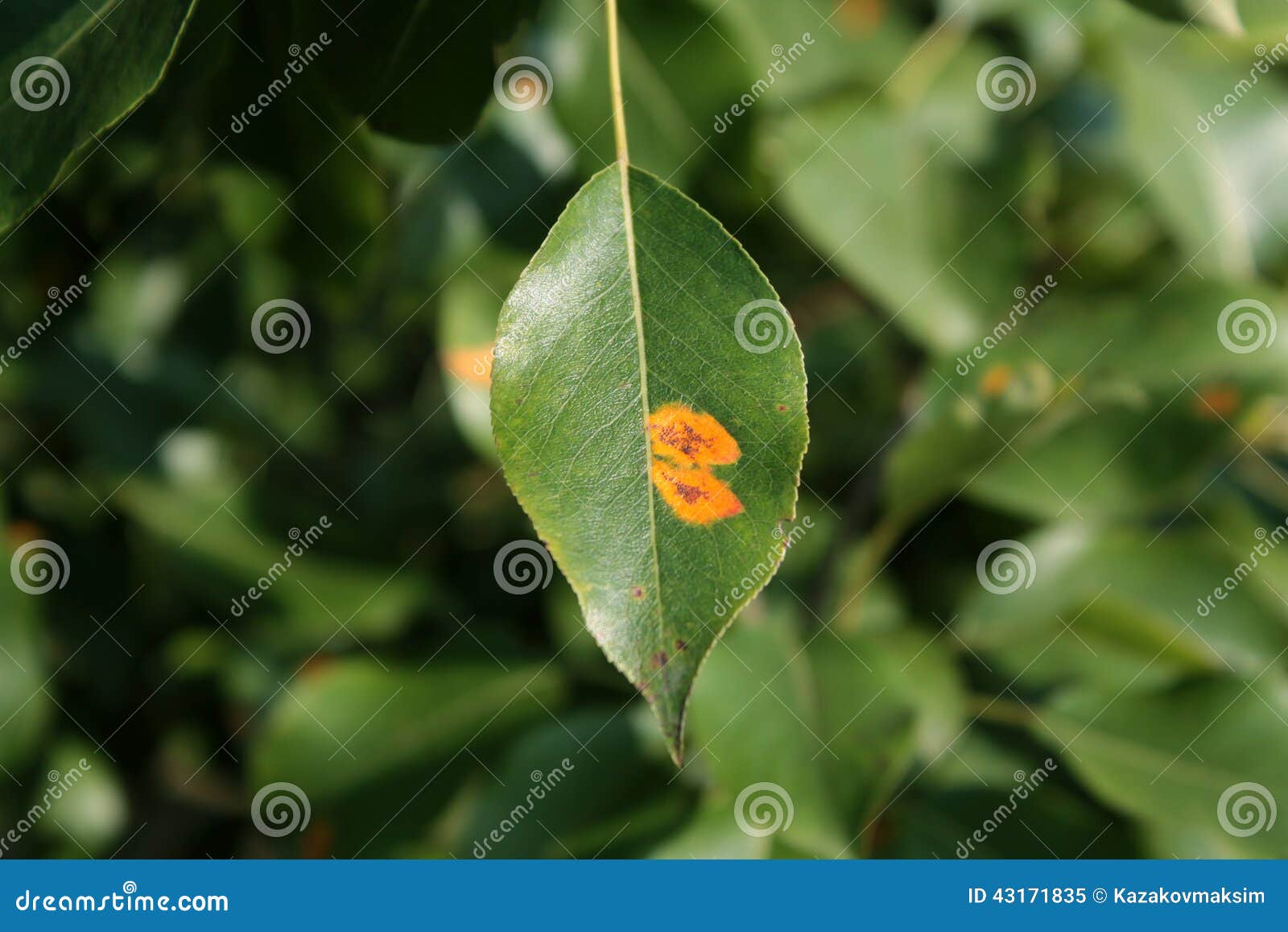 Pear Rust Disease, Gymnosporangium Sabinae Stock Photography ...