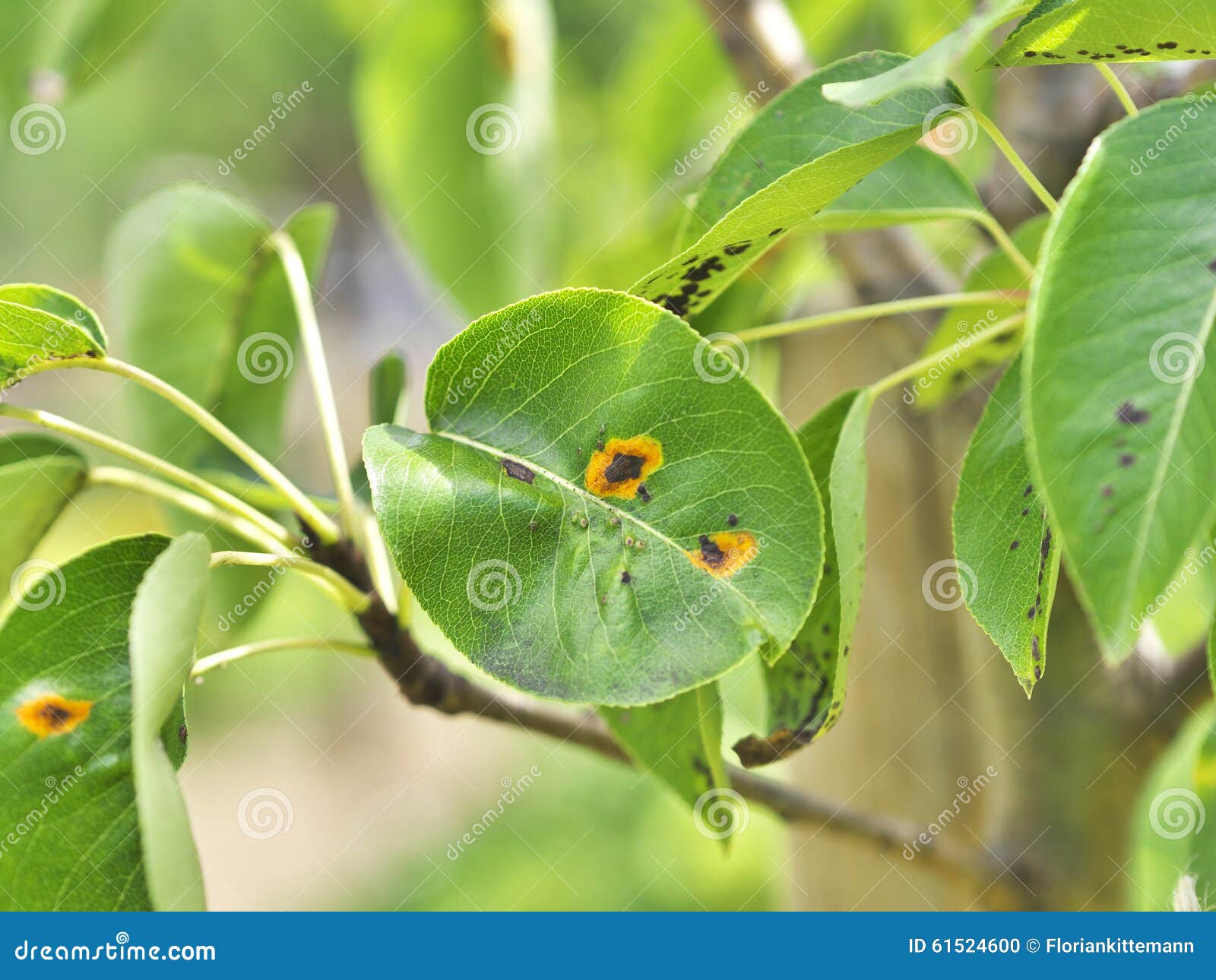Rust On Pear Leaves, Fruit Plant Disease. Stock Image | CartoonDealer ...