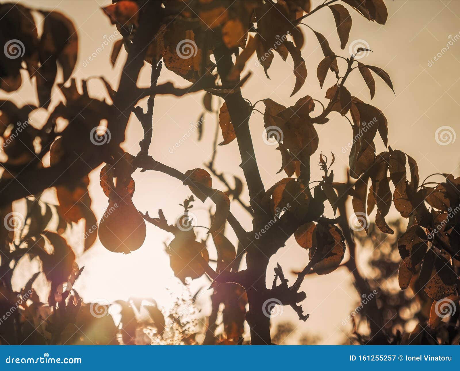 Pear Silhouette in the Orchard at Sunrise Stock Image - Image of leaf ...