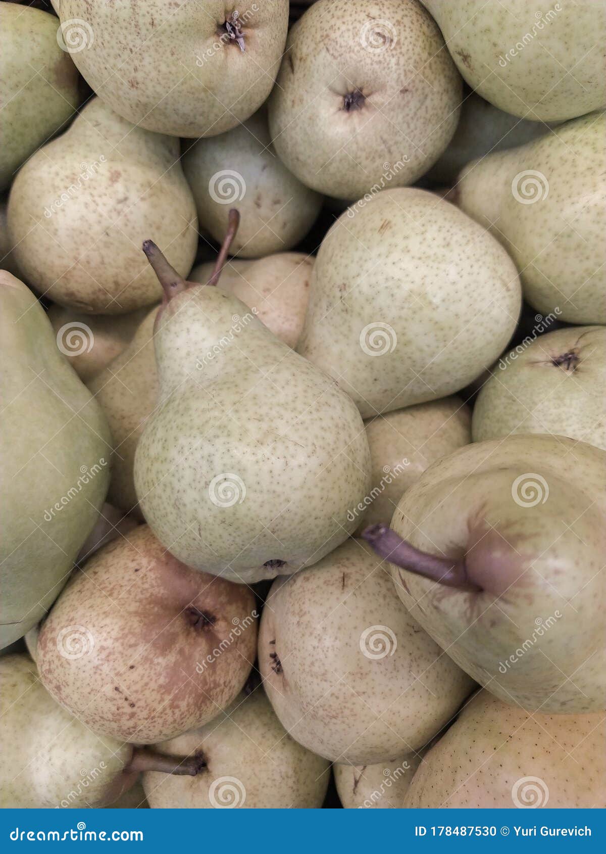 Pear Texture: Many Pears Collected in Bunkers during Harvest at the ...
