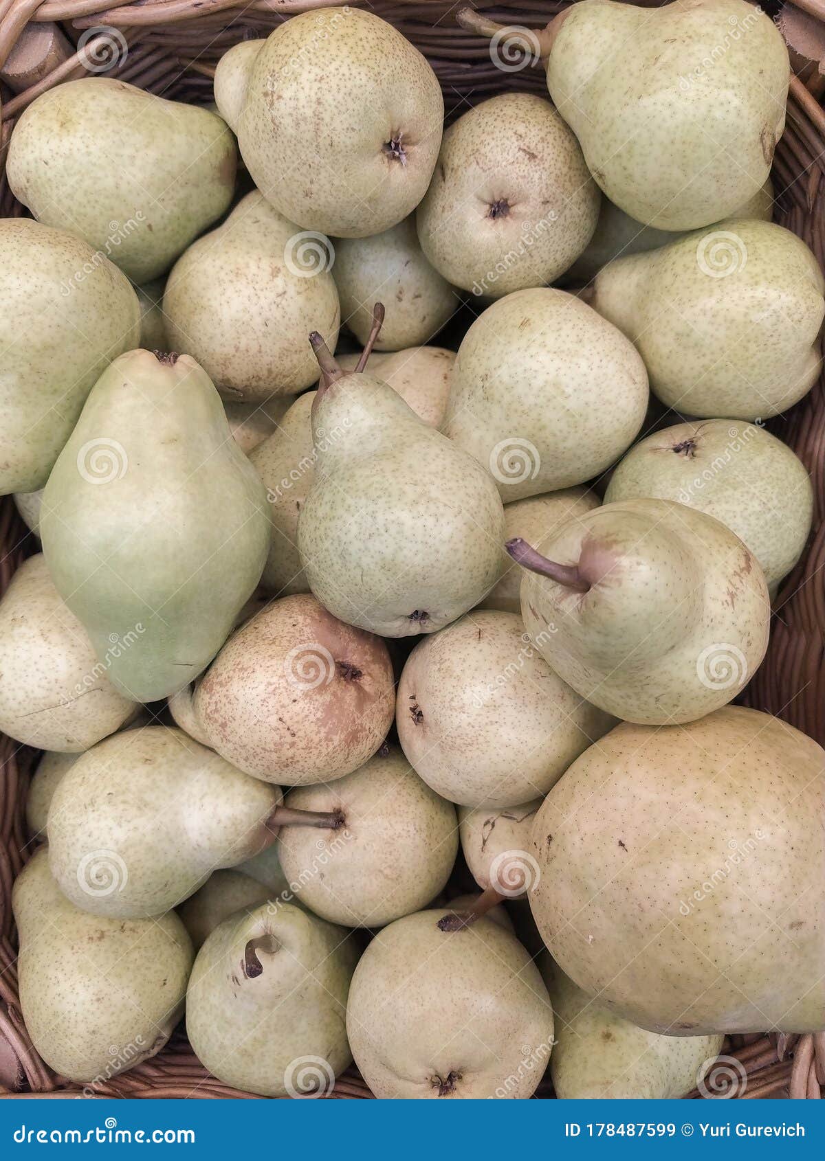 Pear Texture: Many Pears Collected in Bunkers during Harvest at the ...