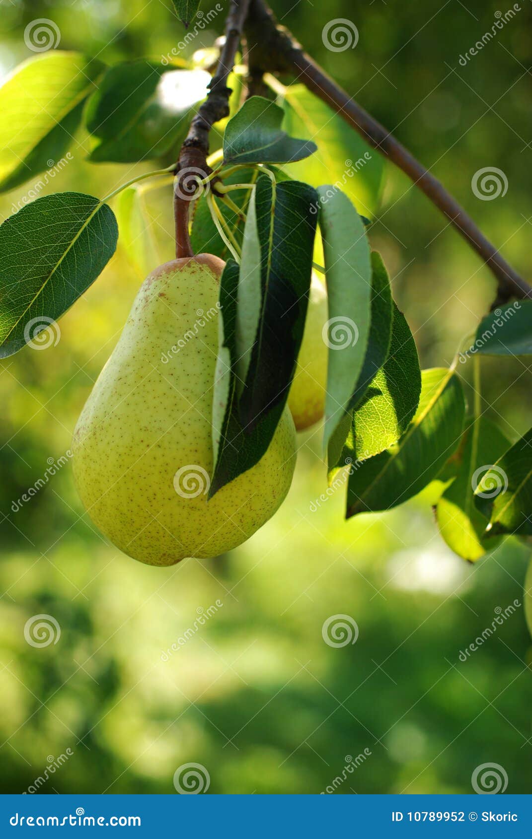 Pear tree stock photo. Image of pear, nutrition, fruit - 10789952