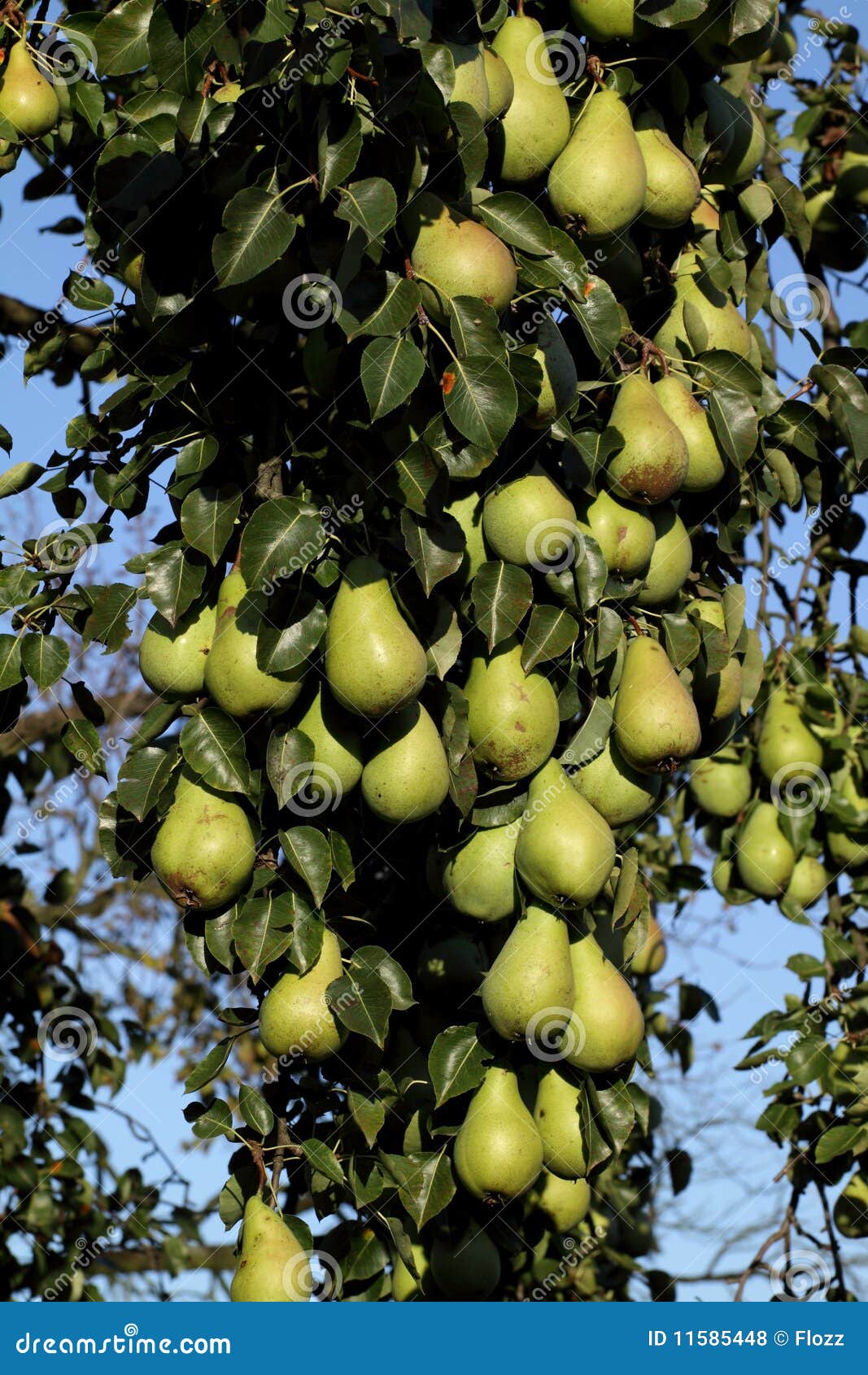 Pear tree stock photo. Image of herbst, detail, pflanzen - 11585448