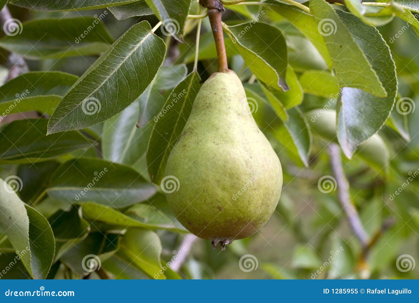 Pear Tree Picture. Image: 1285955