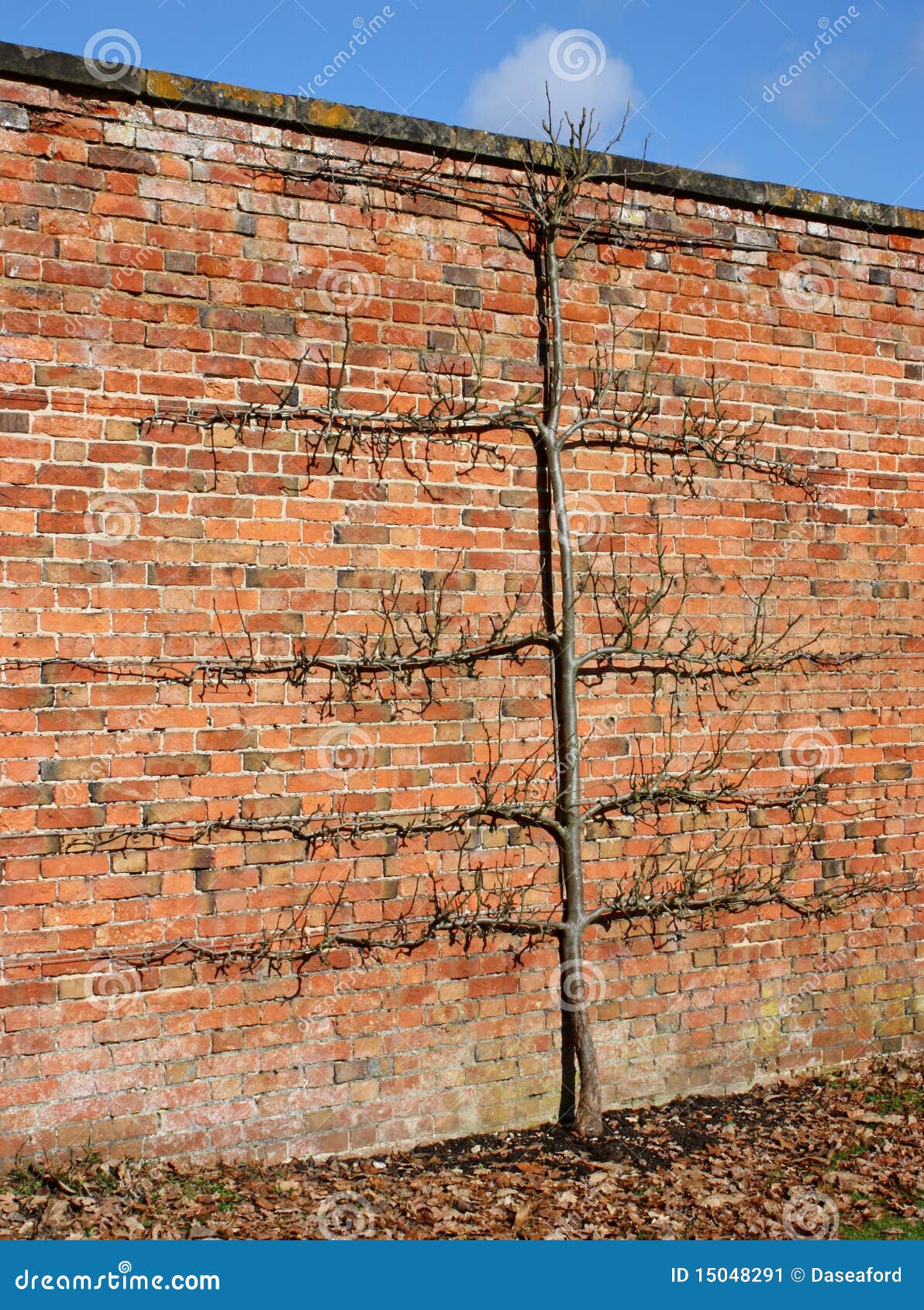 Pear Tree stock image. Image of food, pear, wall, fruit - 15048291