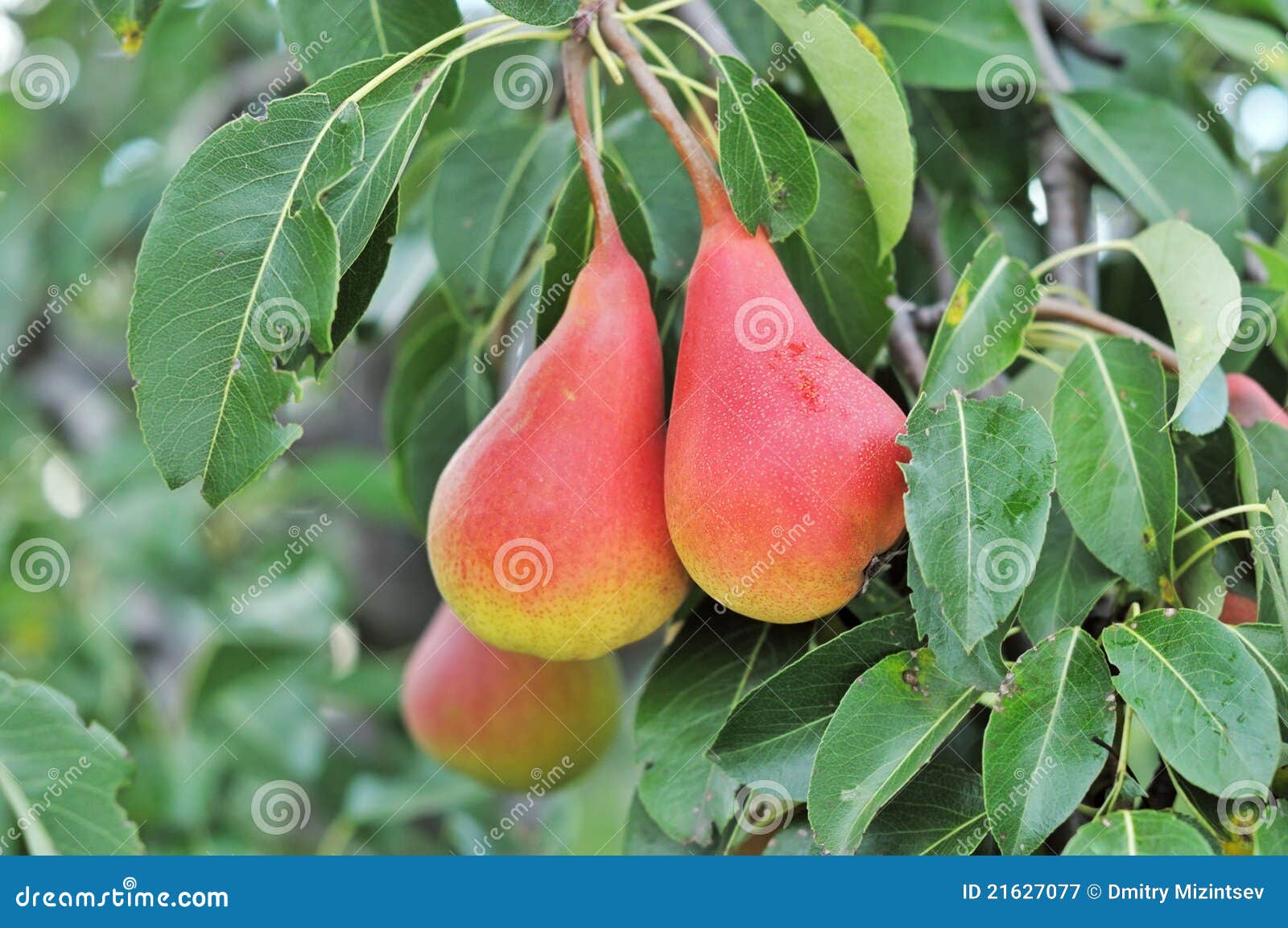 Pear tree stock image. Image of organic, agriculture - 21627077