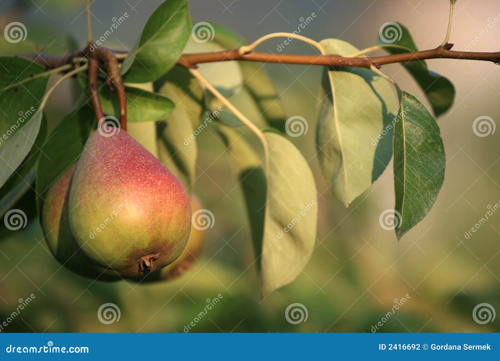 Pear on a tree stock photo. Image of lifestyle, farm, juicy - 2416692