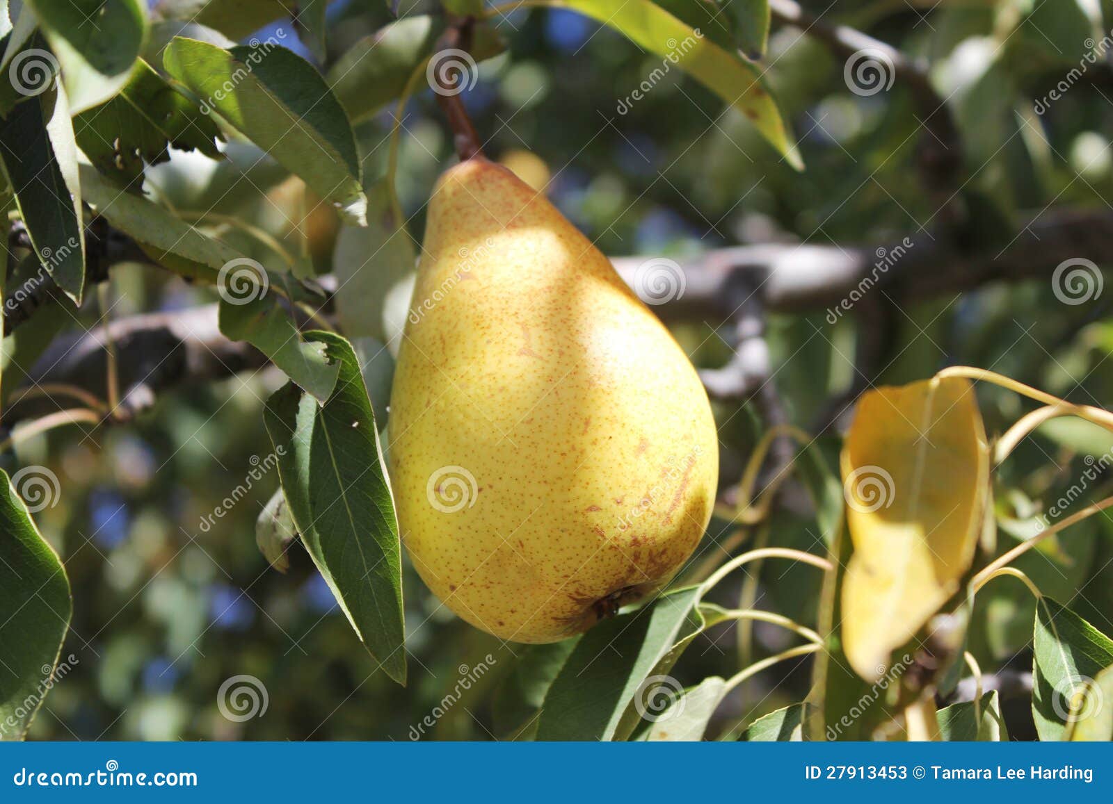 Pear in a tree stock image. Image of tree, nebraska, yellow - 27913453