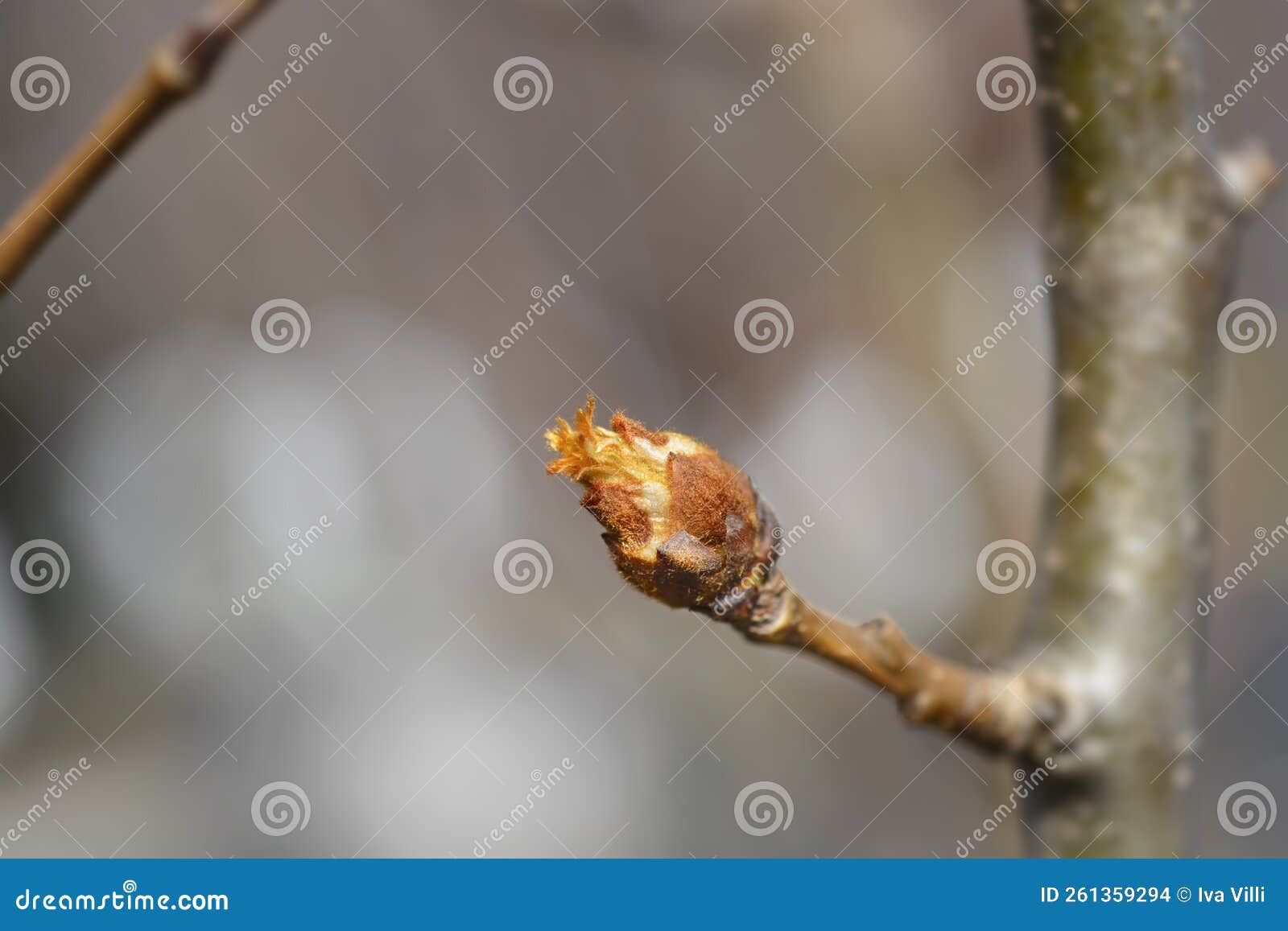 Pear tree Abate Fetel stock photo. Image of spring, botany - 261359294