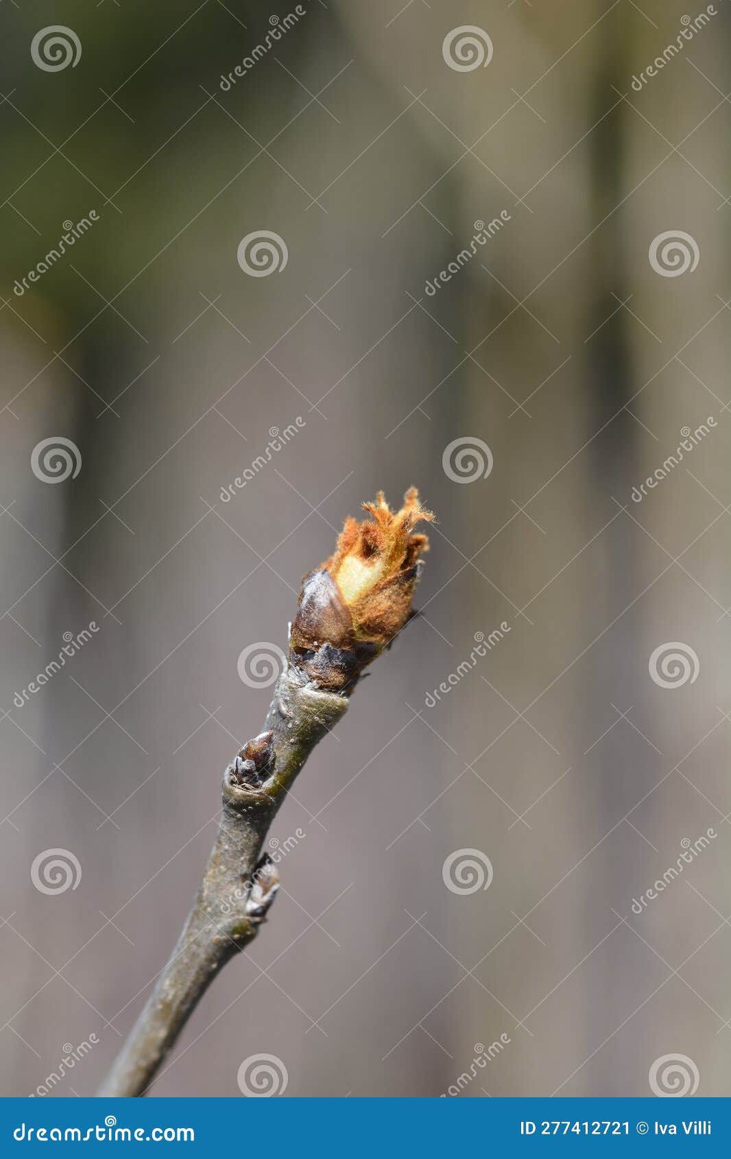 Pear tree Abate Fetel stock image. Image of fetel, leaf - 277412721