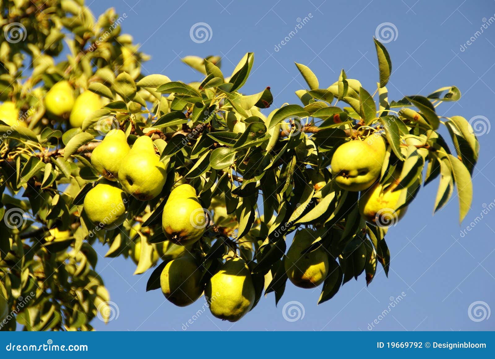 Pear Tree against blue sky stock photo. Image of trees - 19669792