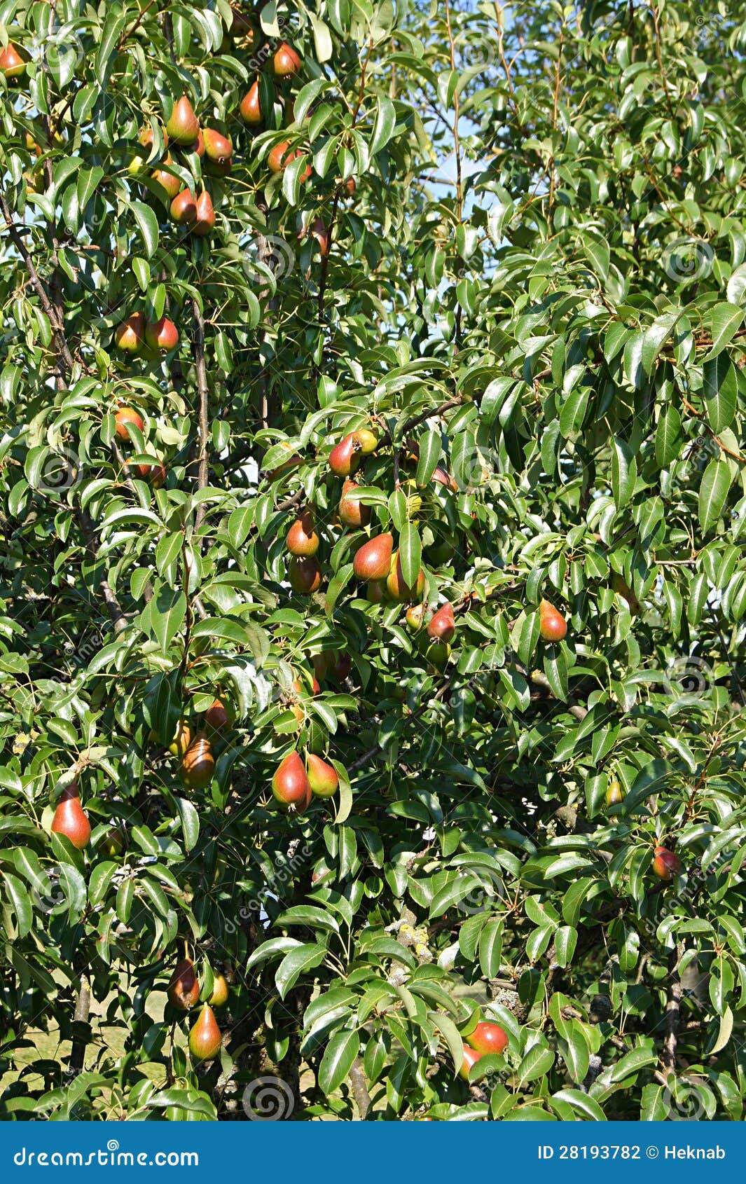 Pear tree in the autumn stock photo. Image of season - 28193782