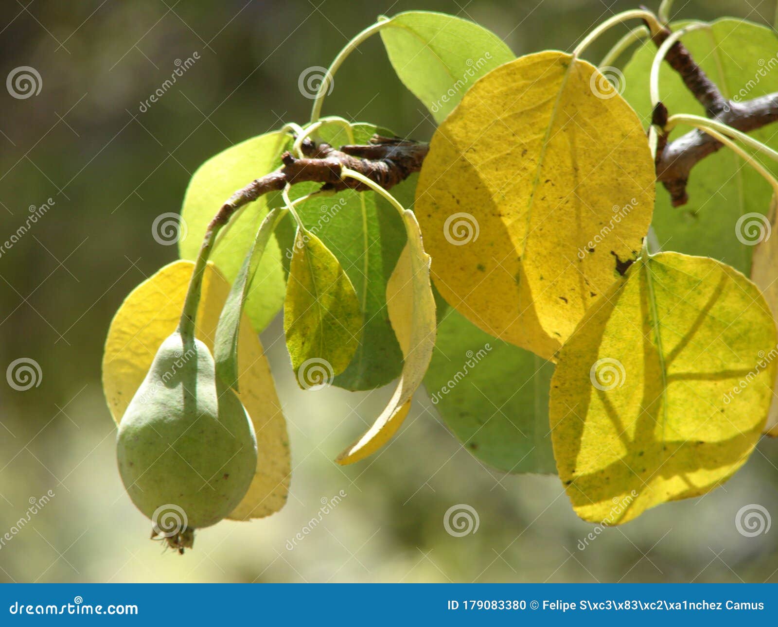 Pear tree in autumn stock photo. Image of selective - 179083380