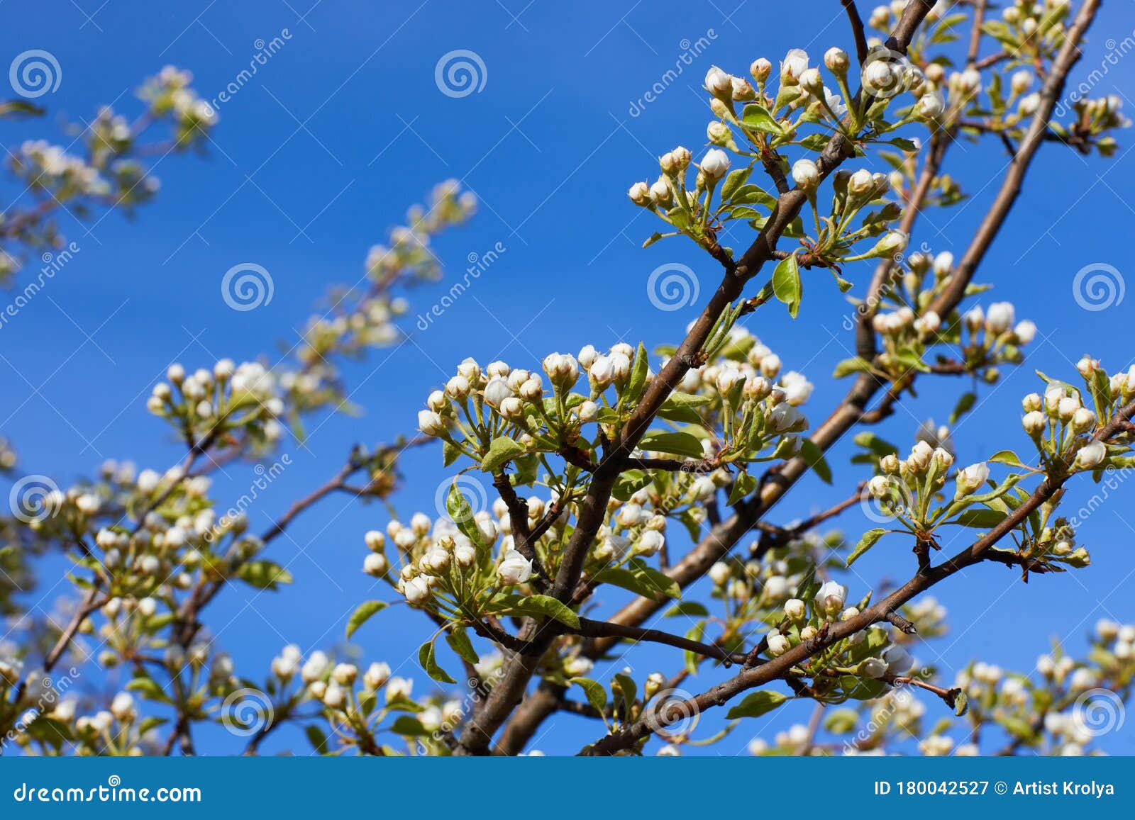 Pear Tree in Bloom. Pear Blossom in Early Spring Stock Image - Image of ...