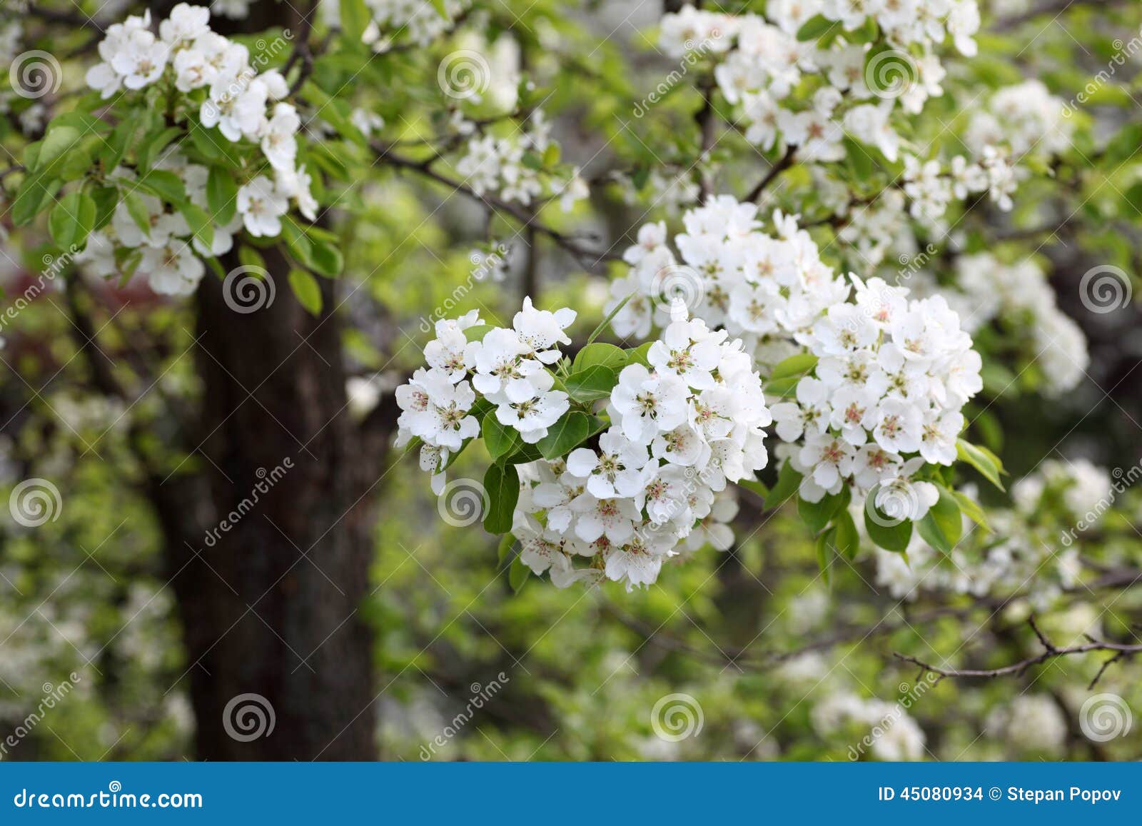Pear tree in bloom stock photo. Image of close, focus - 45080934