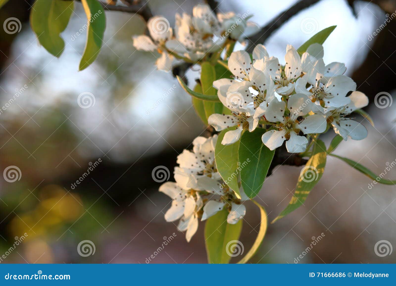 Pear Tree in Bloom stock photo. Image of spring, blossoms - 71666686